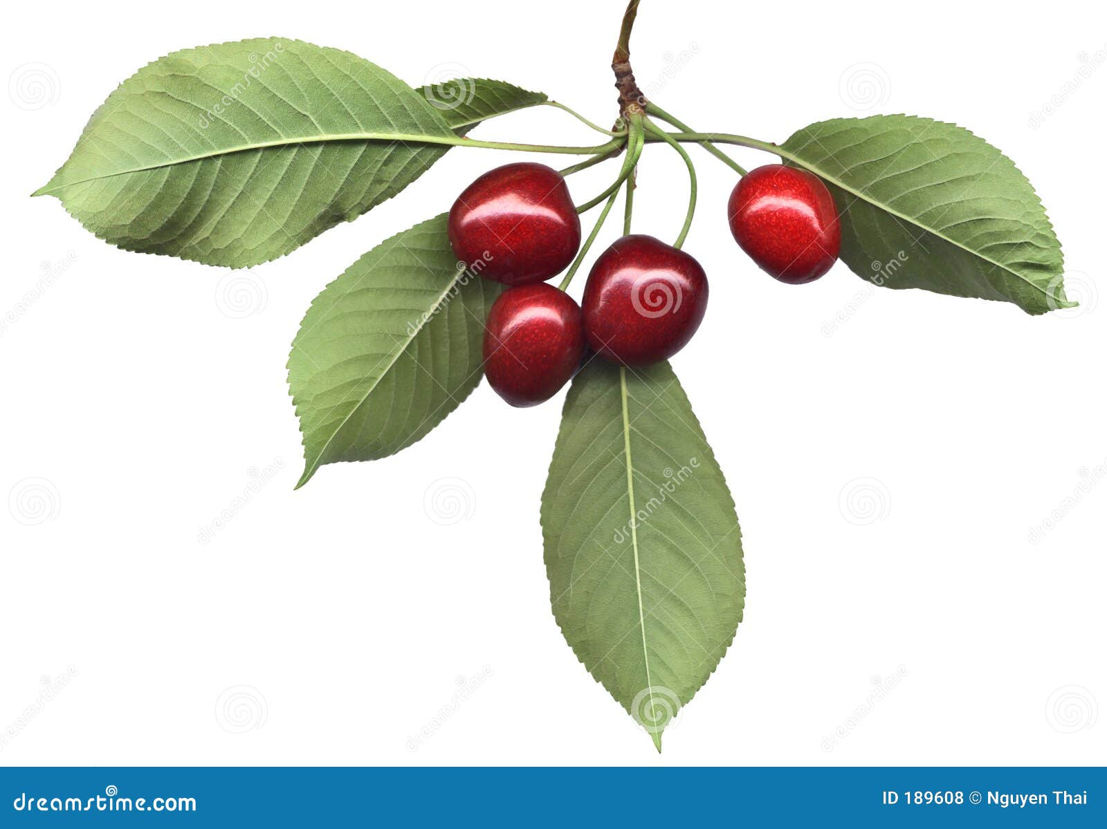 Cherry bunch with leaves stock photo. Image of season, fresh - 189608