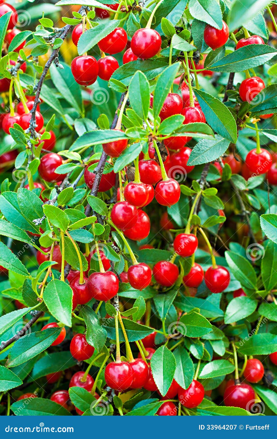 The cherry on the bush stock image. Image of foliage - 33964207