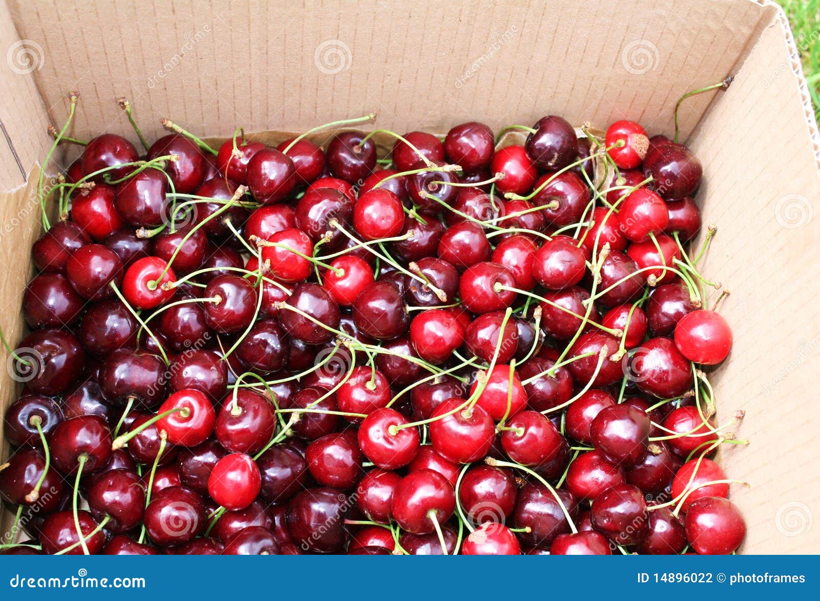 Cherry in cardboard box stock photo. Image of cherry - 14896022