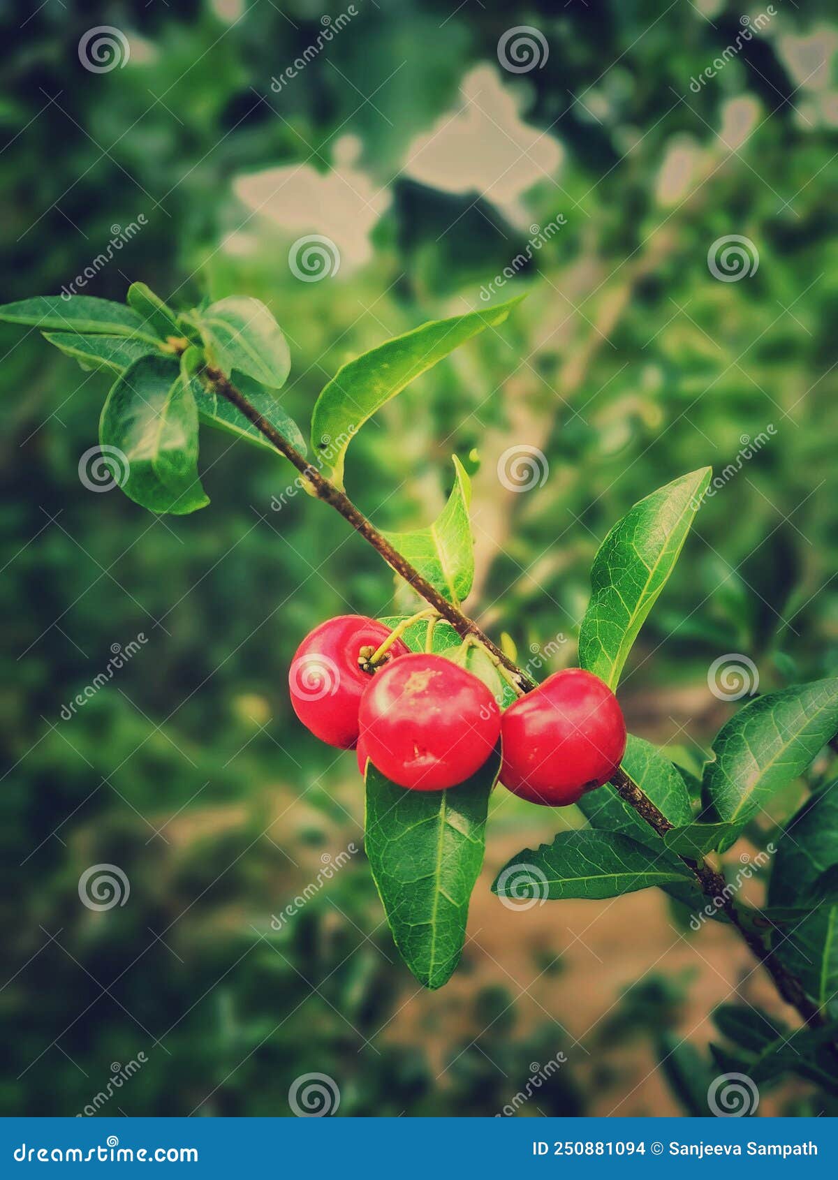 Cherry & X28;Ceylon& X29; Stock Photo - Image of lanka, fruits: 250881094