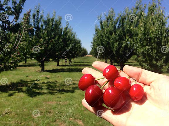 Cherry stock image. Image of pick, picking, family, sunny - 31197493