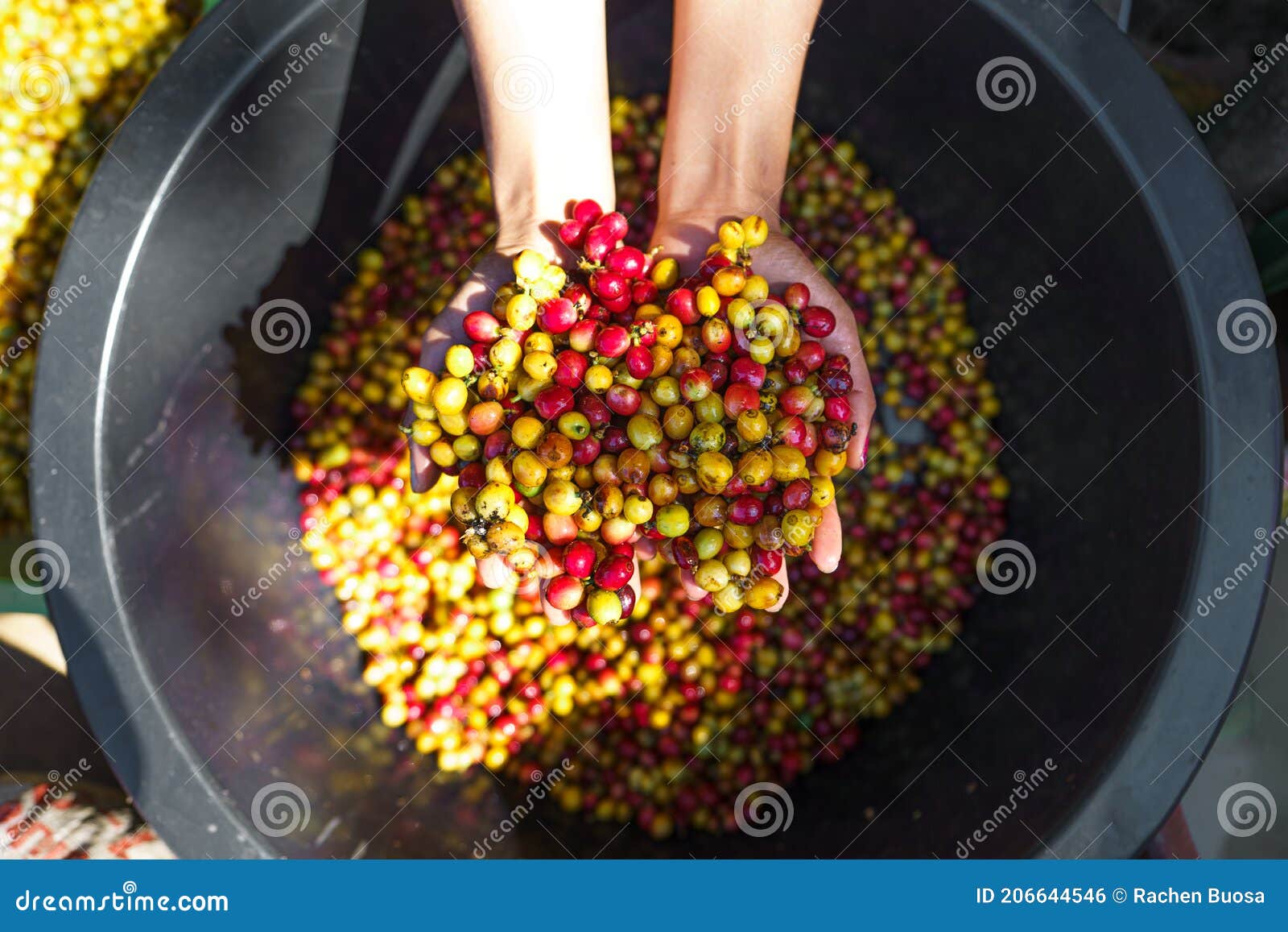 Cherry Coffee Beans Sorting,red and Yellow Coffee in the Sorting Tank ...
