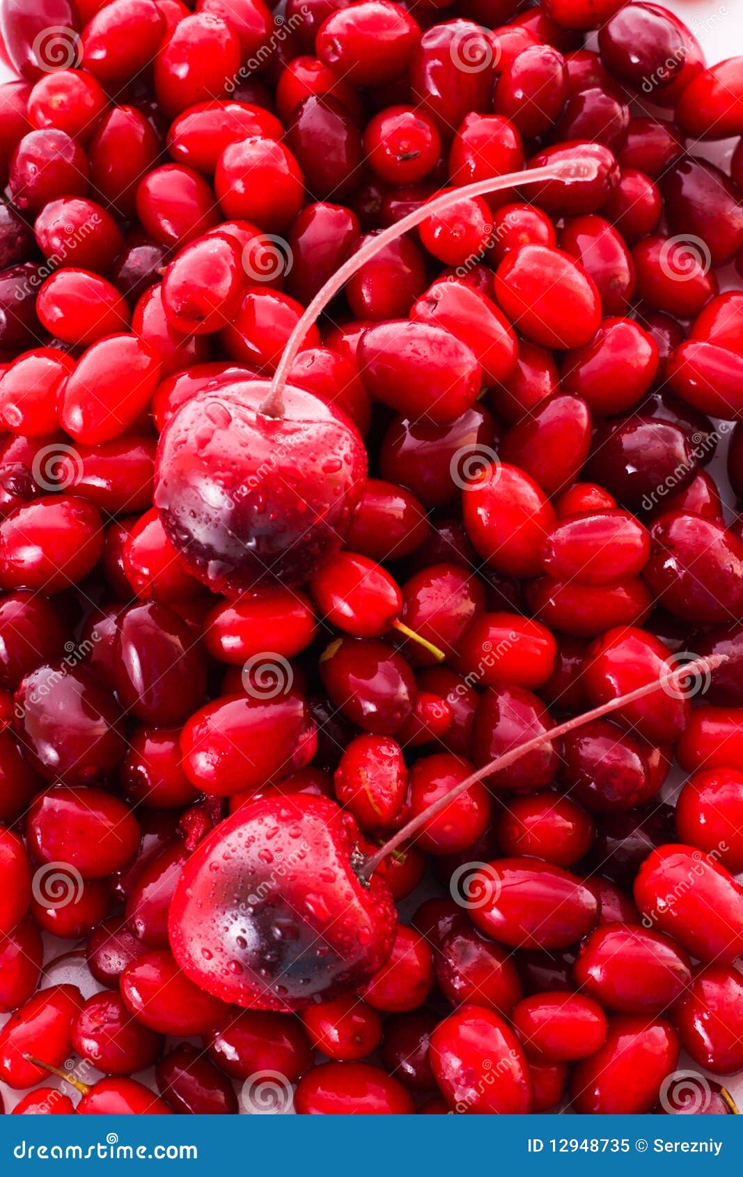 Cherry and cranberries stock image. Image of autumn, background - 12948735