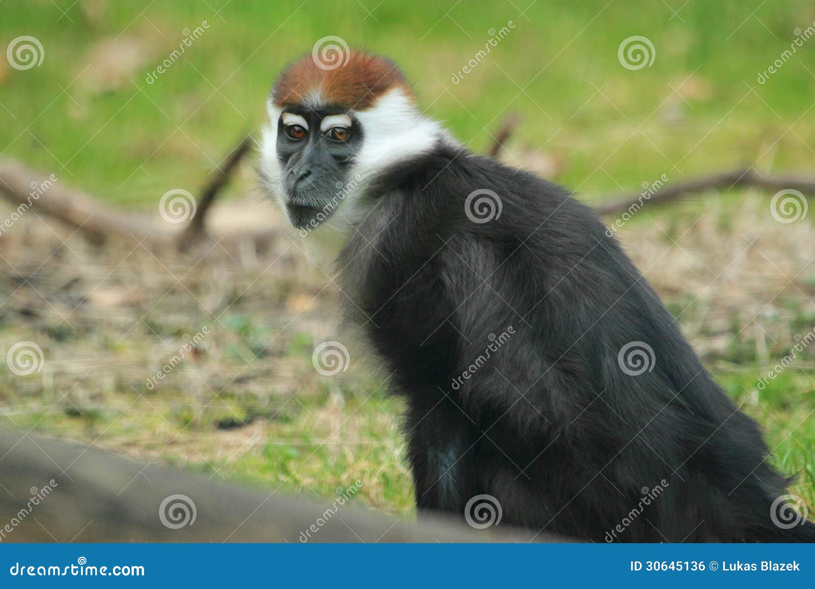 Cherry-crowned Mangabey Monkey Stock Photo - Image of monkey, primate ...