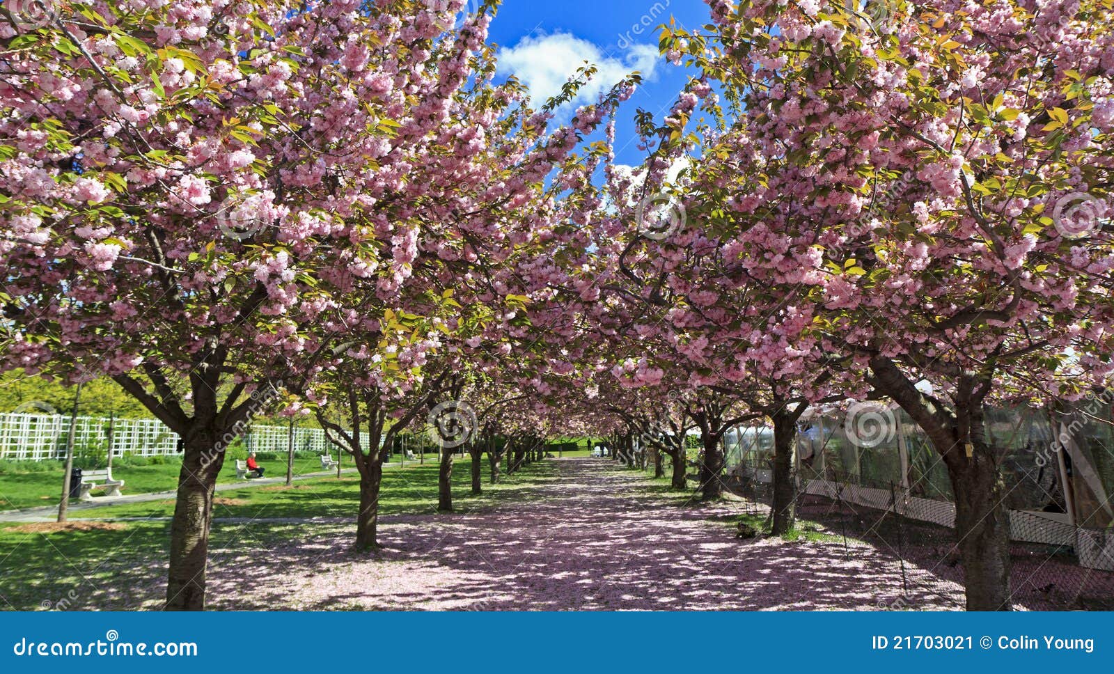 Cherry Esplanade stock image. Image of petals, festival - 21703021