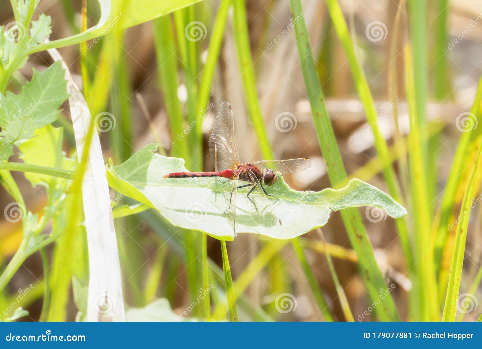Cherry-faced Meadowhawk Sympetrum Internum Perched on a Leaf in Eastern ...