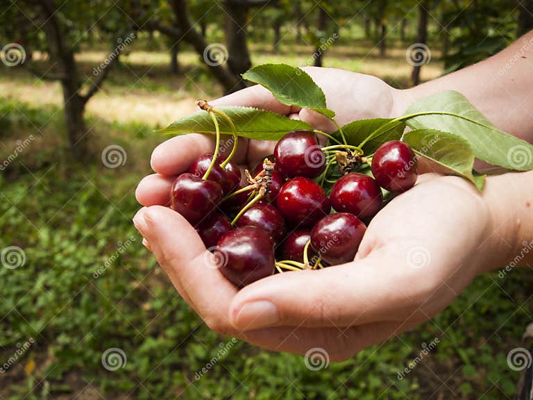 Cherry Farm stock image. Image of food, round, picking - 25649749