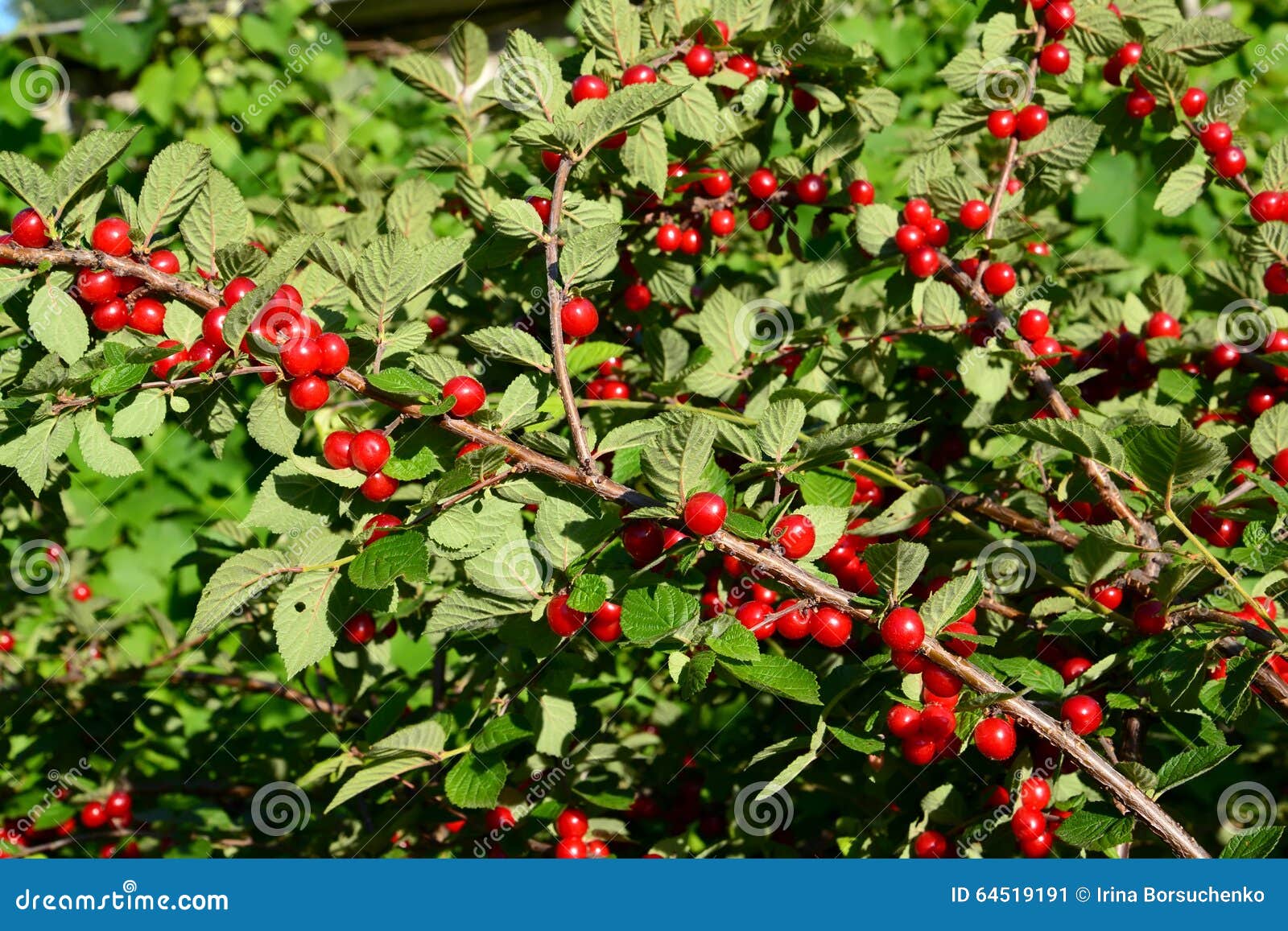 Cherry Felt (Chinese) with Red Fruits Stock Image - Image of felt ...