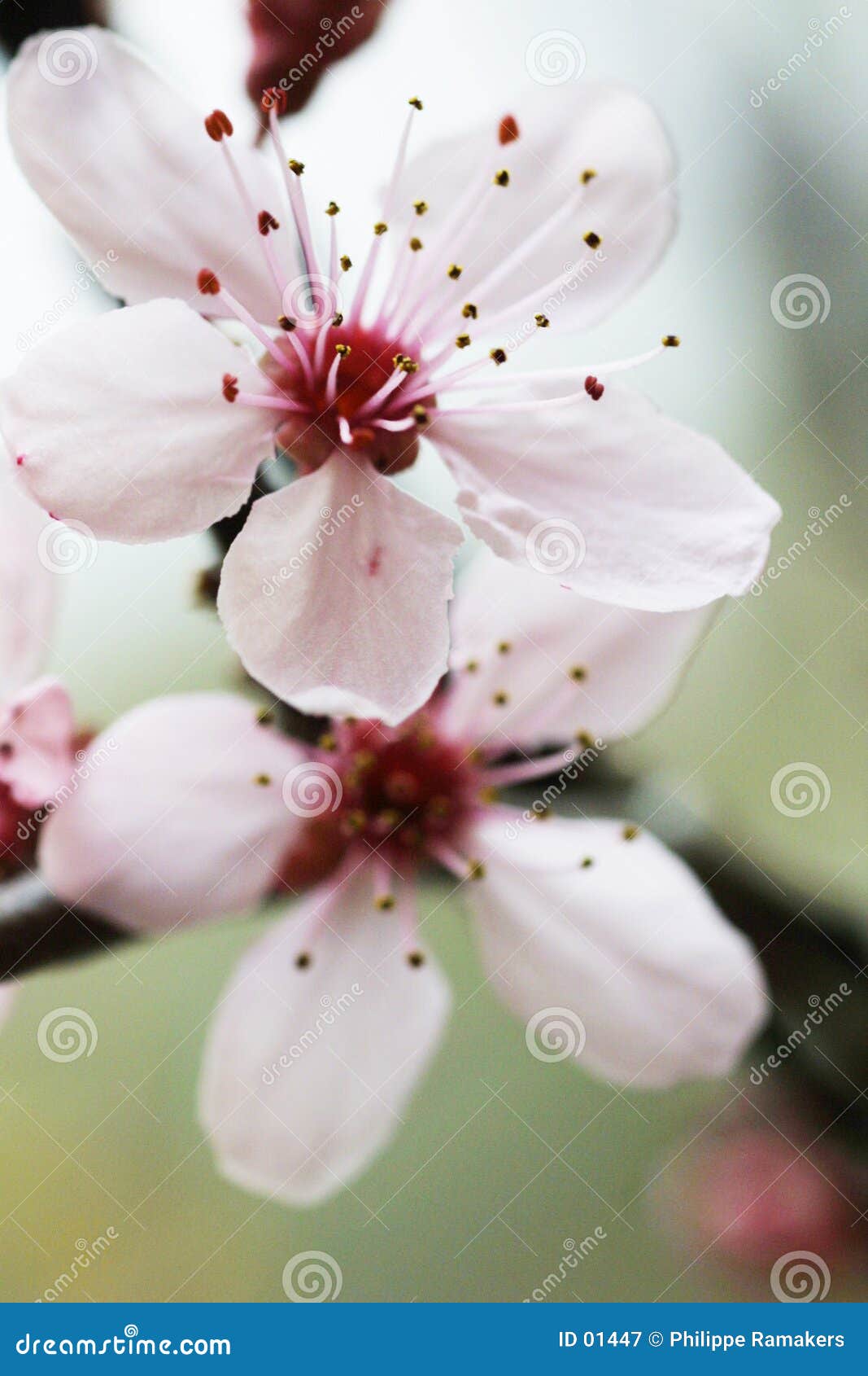 Cherry flower stock image. Image of open, parfum, pink, tree - 1447