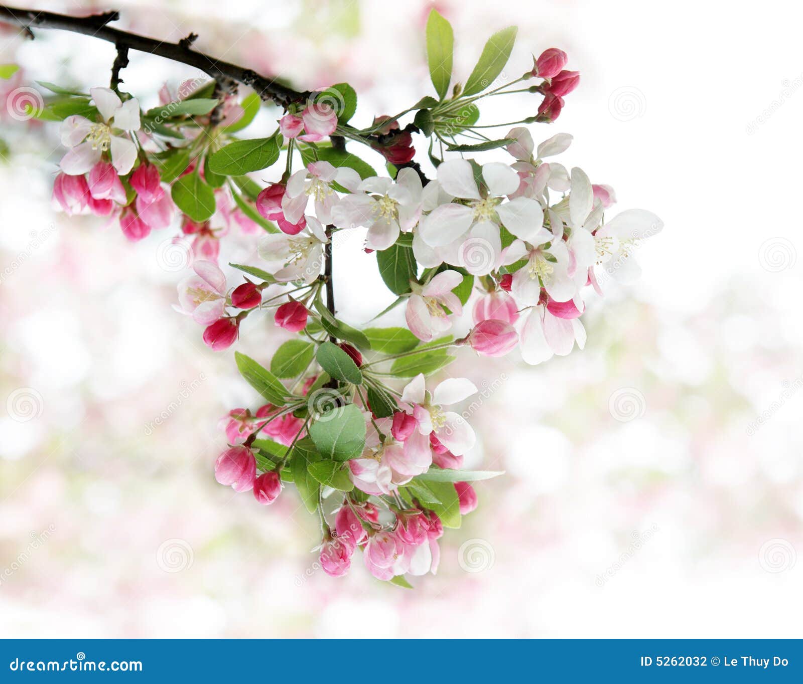 Cherry flower branch stock photo. Image of sunny, tree - 5262032