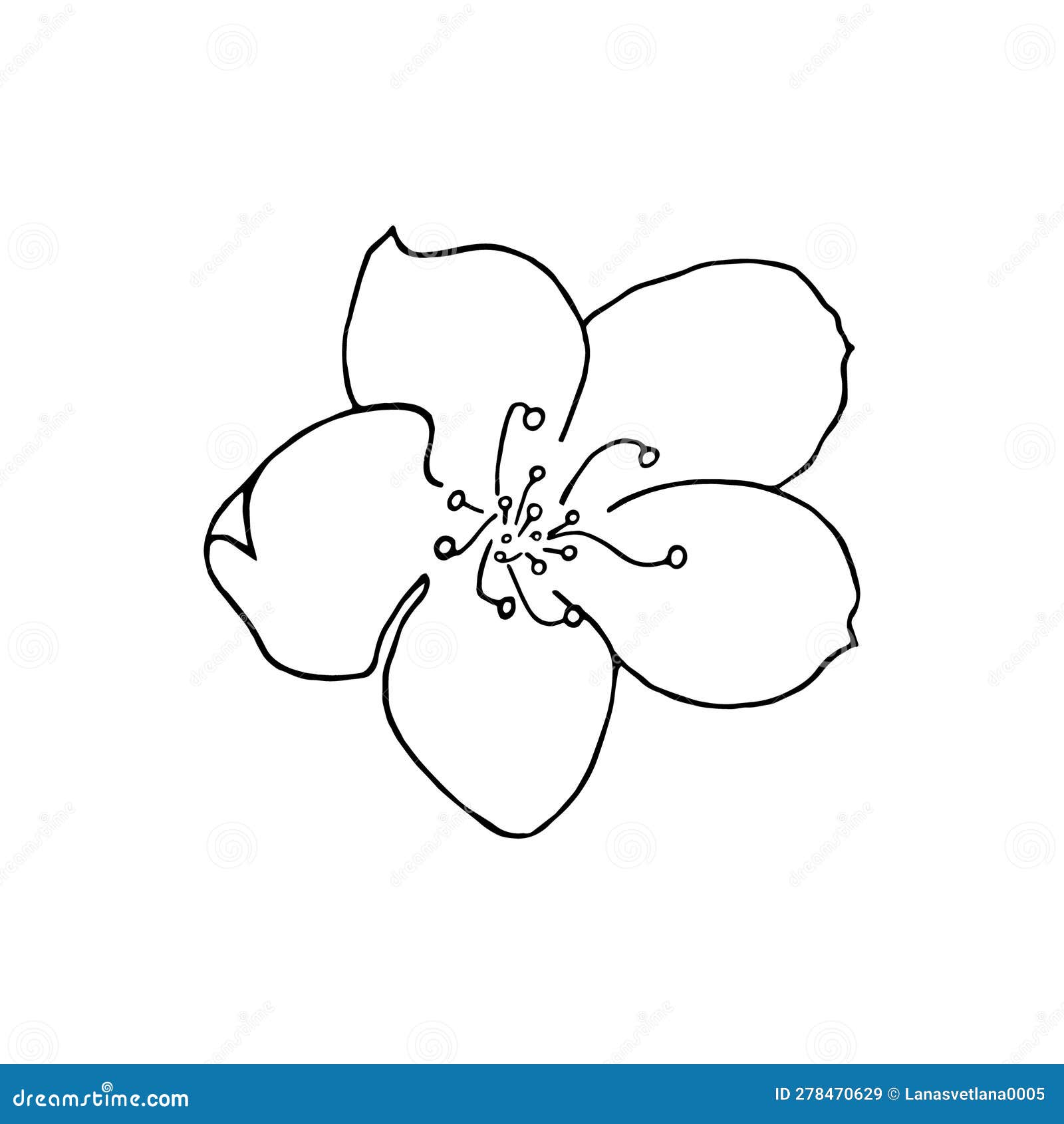 Cherry Flower Hand Drawn. Line Art. Vector Stock Vector - Illustration ...