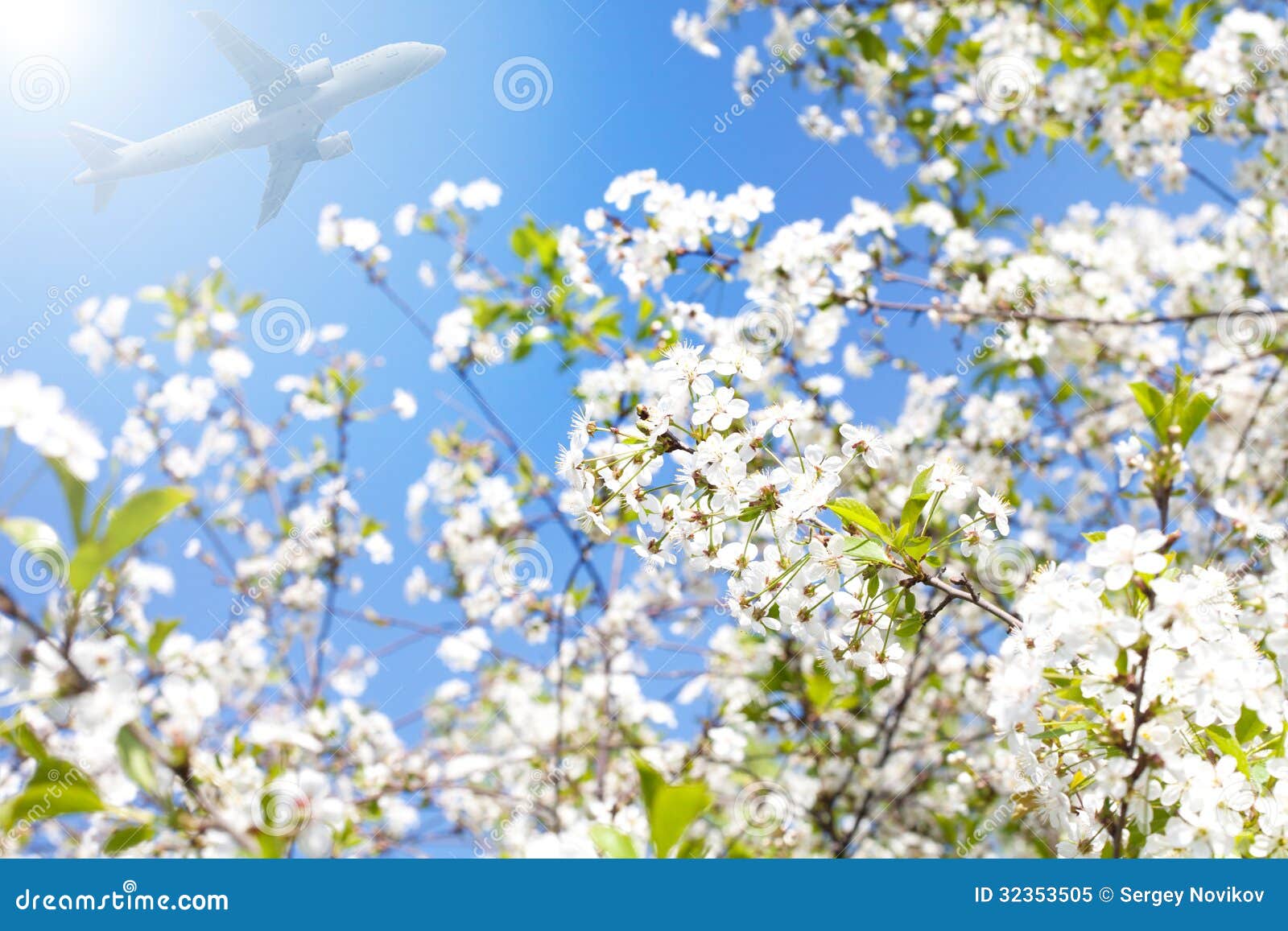 Cherry Flowers and Airplane Stock Image - Image of botany, flowers ...