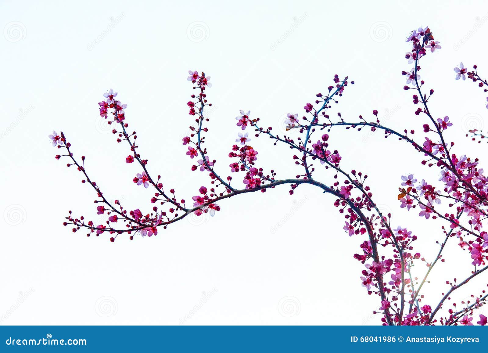 Curved Sakura Branch Stock Photos - Free & Royalty-Free Stock Photos ...