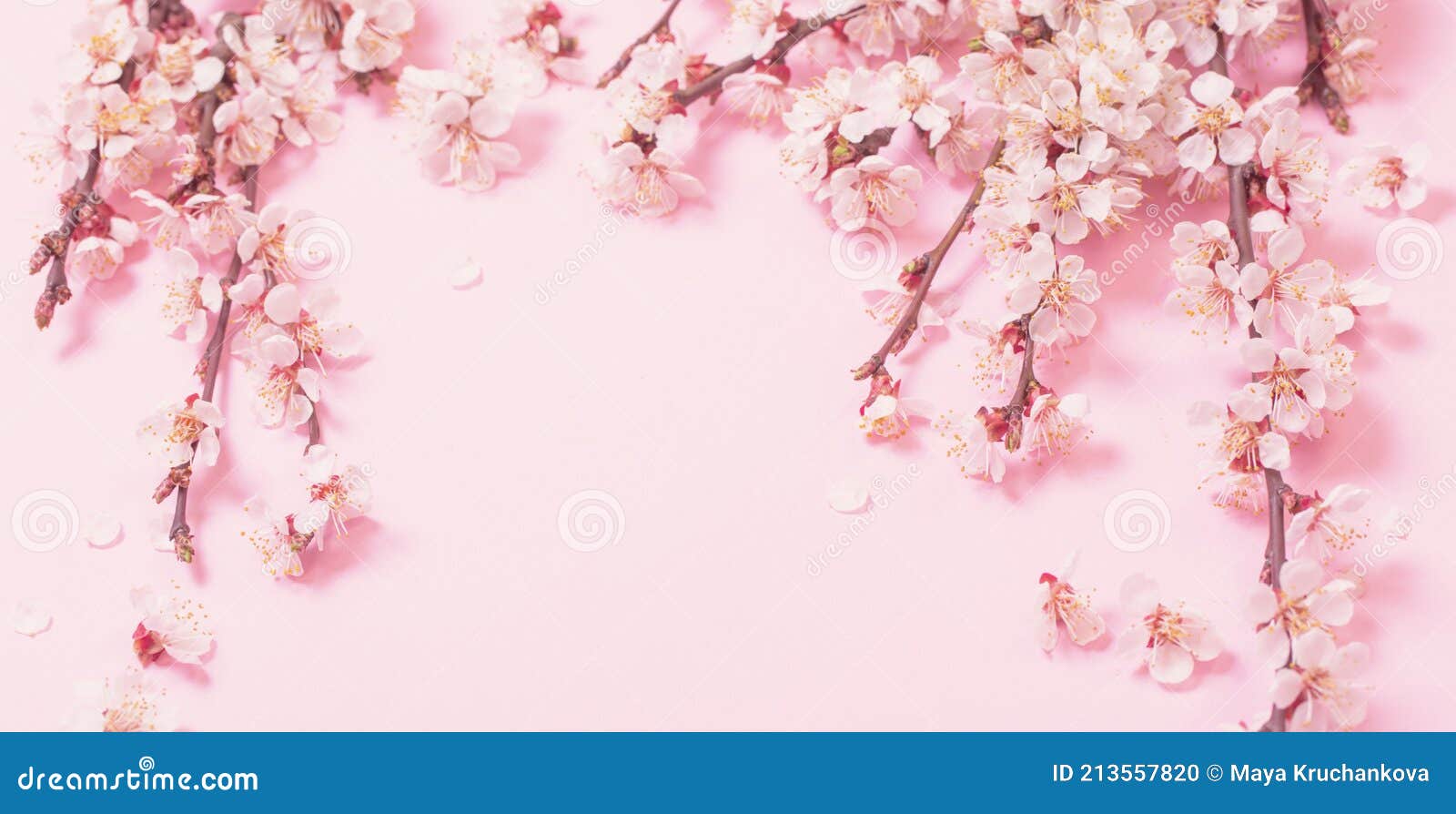 Flowers on Pink Paper Background Stock Photo - Image of floral, april ...