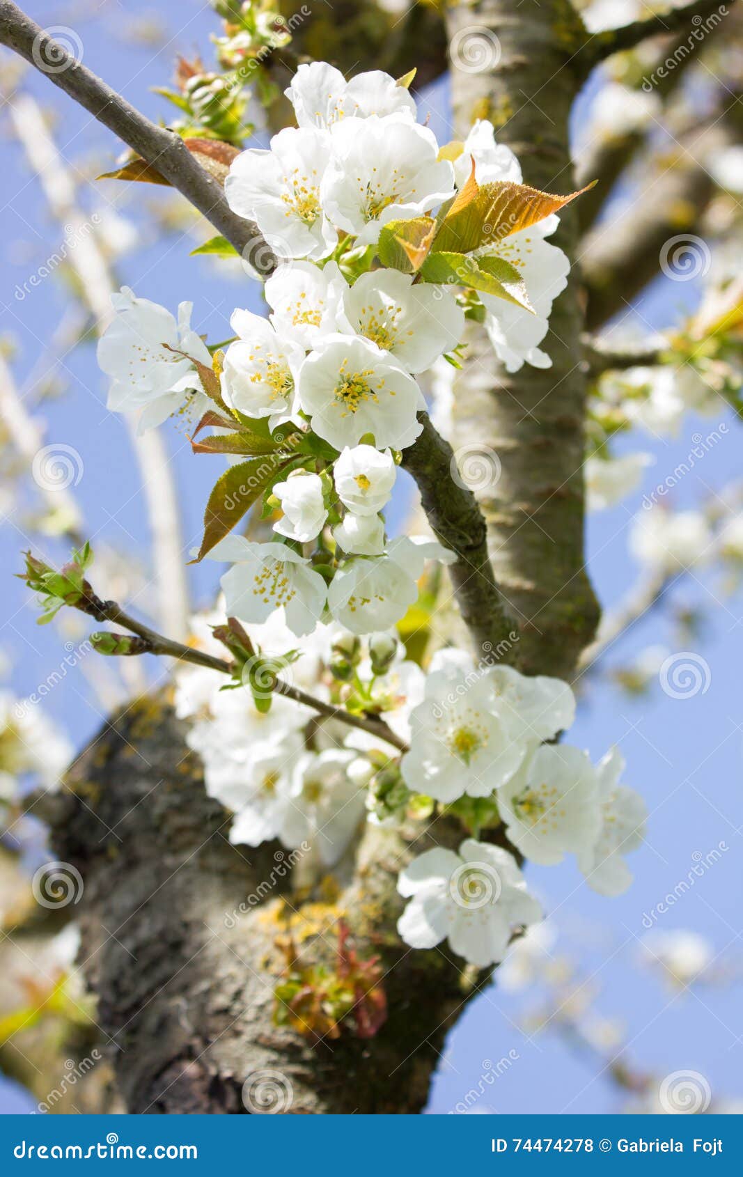 Prunus Spp Stock Photos - Free & Royalty-Free Stock Photos from Dreamstime