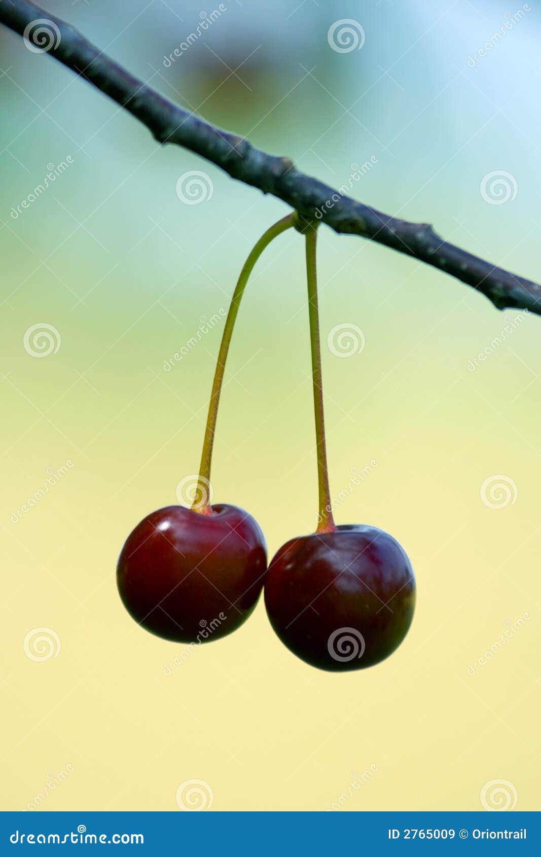 Cherry fruit stock image. Image of flower, leaf, color - 2765009