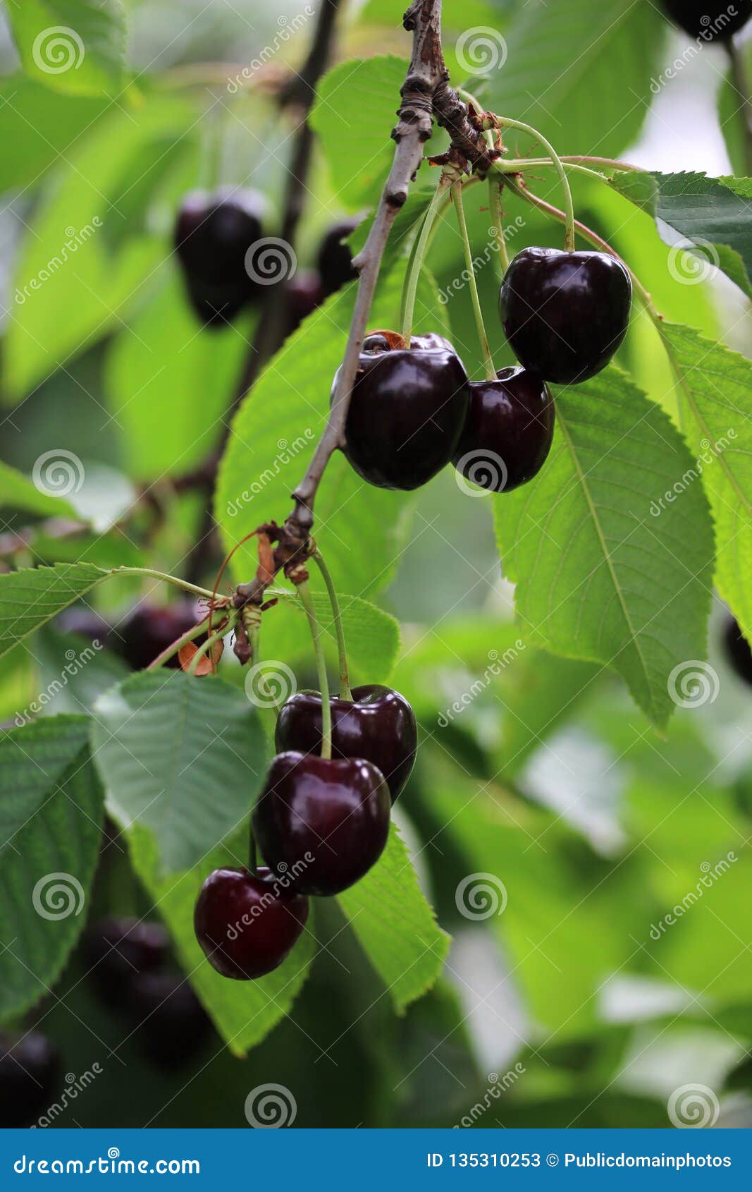 Cherry, Fruit, Aristotelia Chilensis, Chokecherry Picture. Image: 135310253