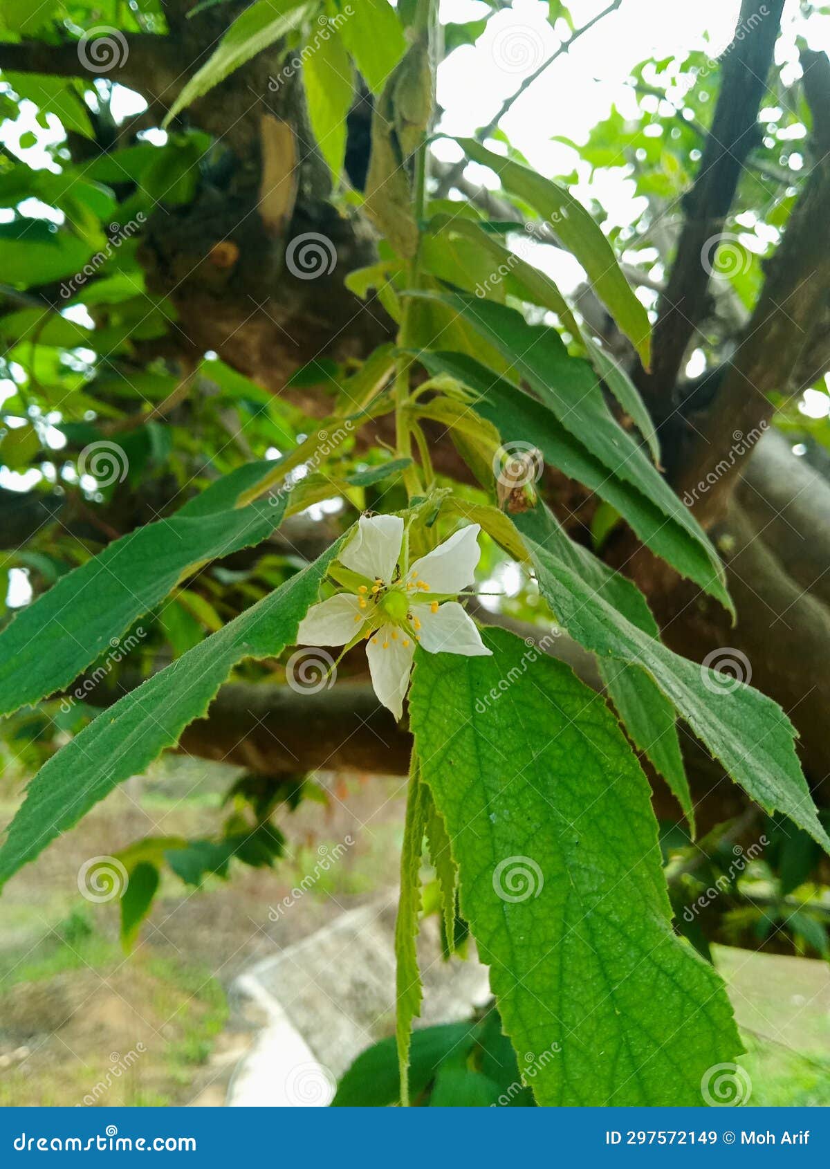 Cherry Fruit Fertilization Process Stock Image - Image of siamese ...