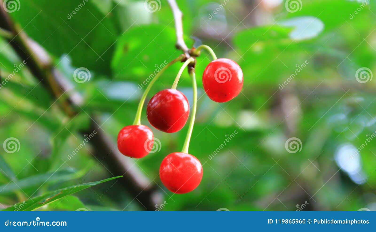 Cherry, Fruit, Natural Foods, Berry Picture. Image: 119865960