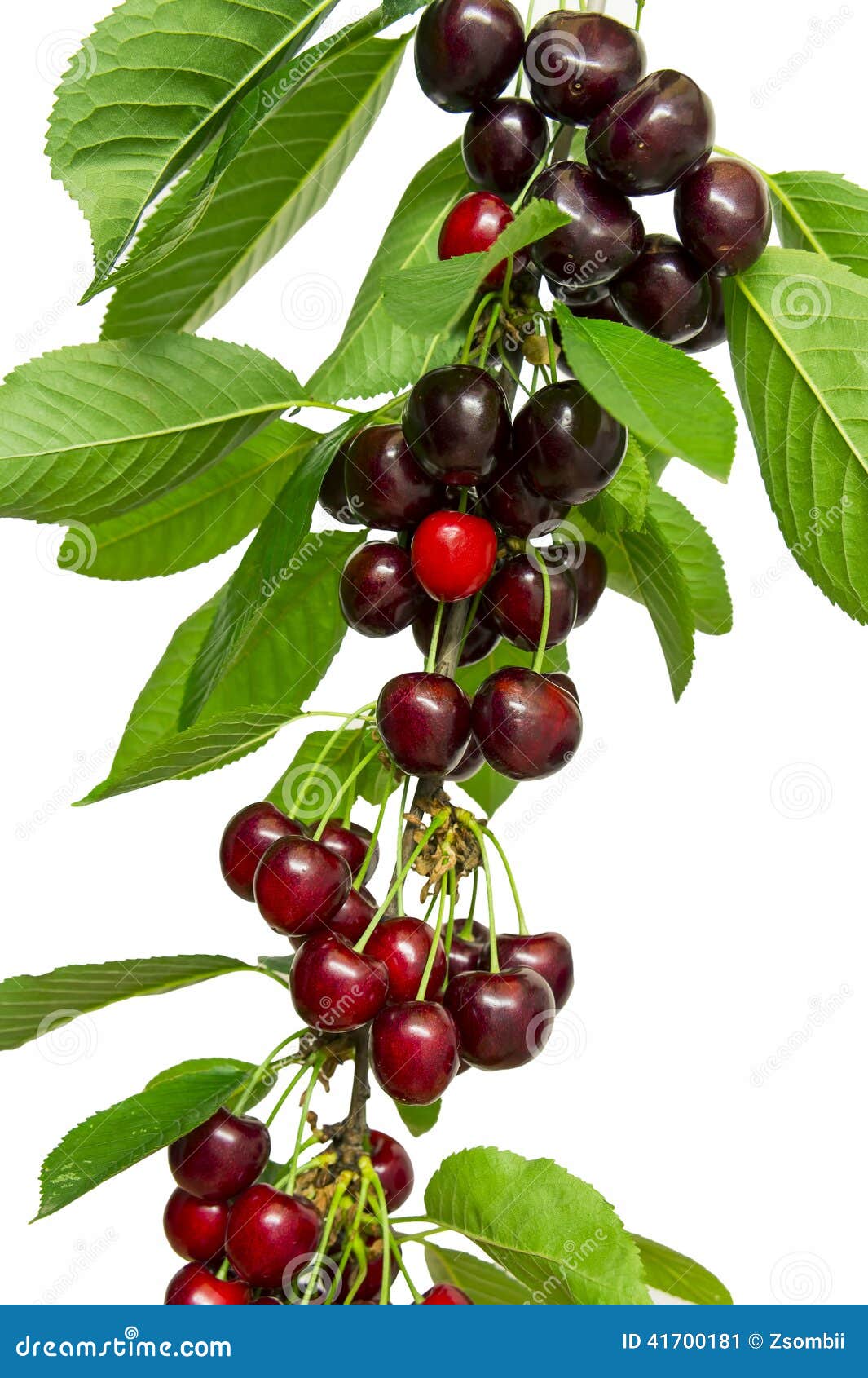 Cherry fruit stock image. Image of healthy, berry, plum - 41700181