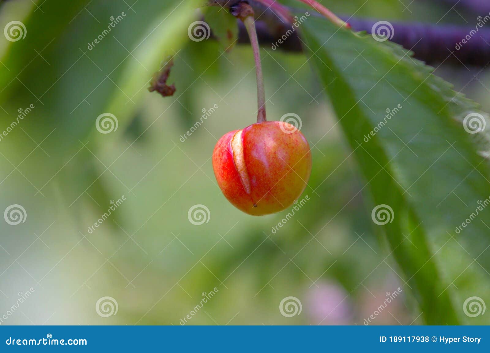 Cherry Fruit Split by Excessive Rains. Stock Photo - Image of excessive ...