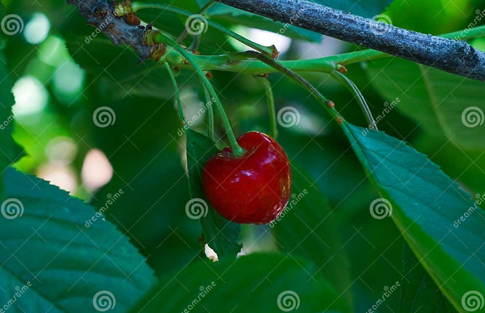 Cherry Fruit on a Tree Branch Stock Image - Image of bunch, ripe: 250387019