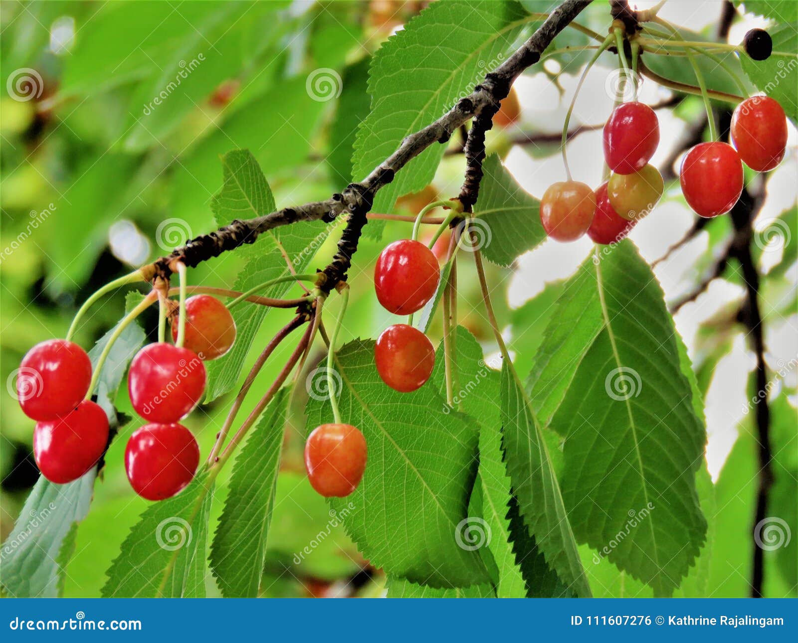 Cherry Fruit on the Tree Cor-de-rosa Foto de Stock - Imagem de sazonal ...