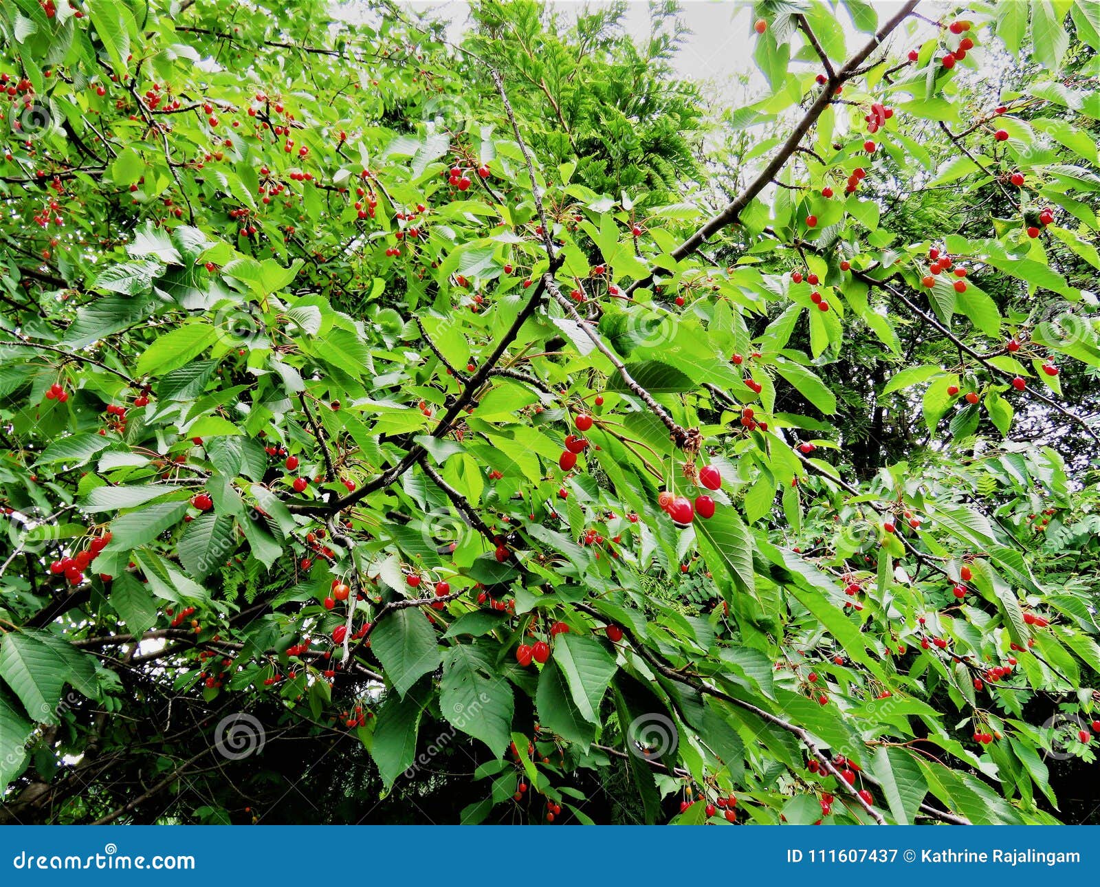 Cherry Fruit on the Tree Cor-de-rosa Imagem de Stock - Imagem de fruta ...