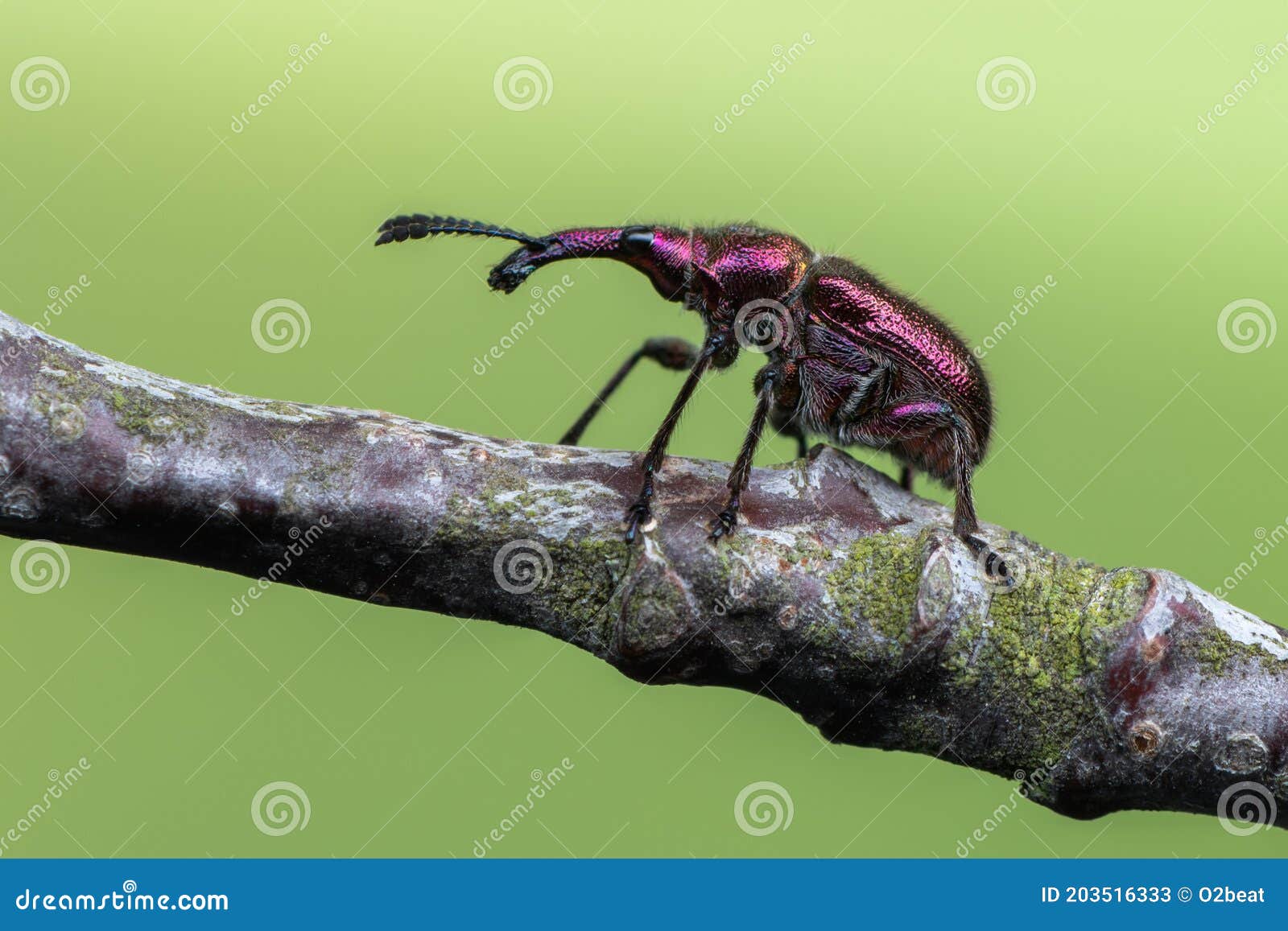 Cherry-fruit Weevil - Rhynchites Auratus Stock Image - Image of antenna ...