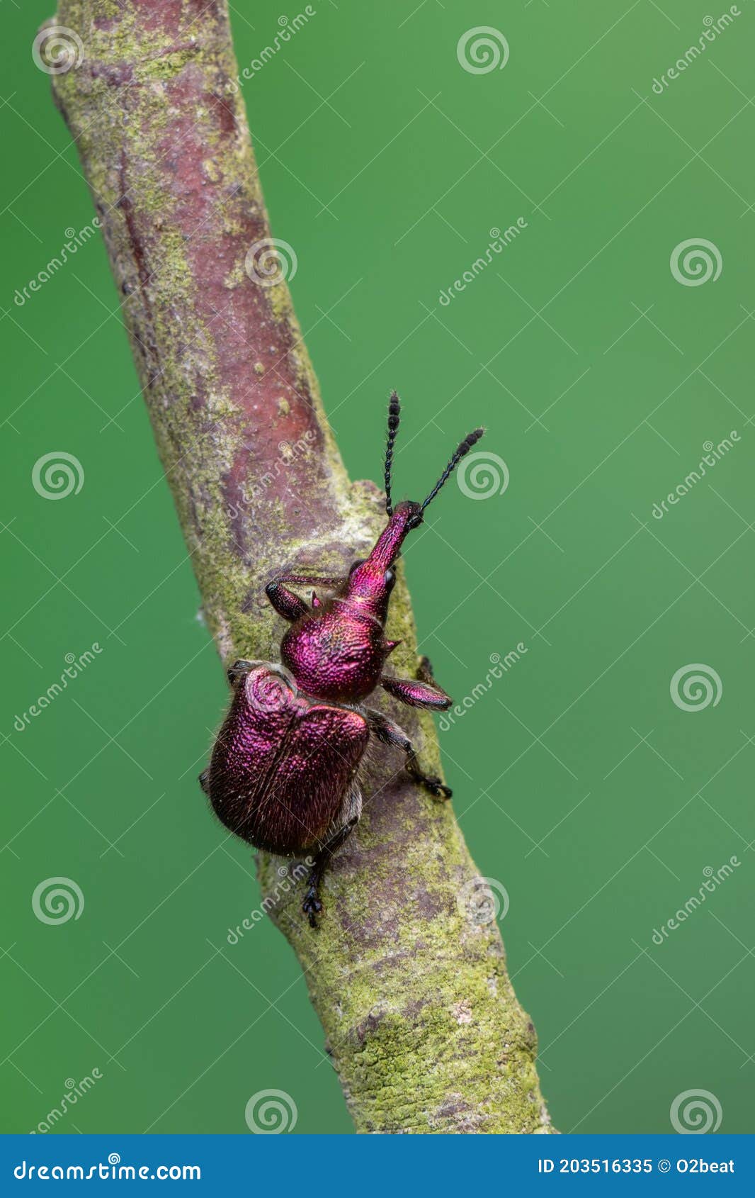 Cherry-fruit Weevil - Rhynchites Auratus Stock Image - Image of macro ...