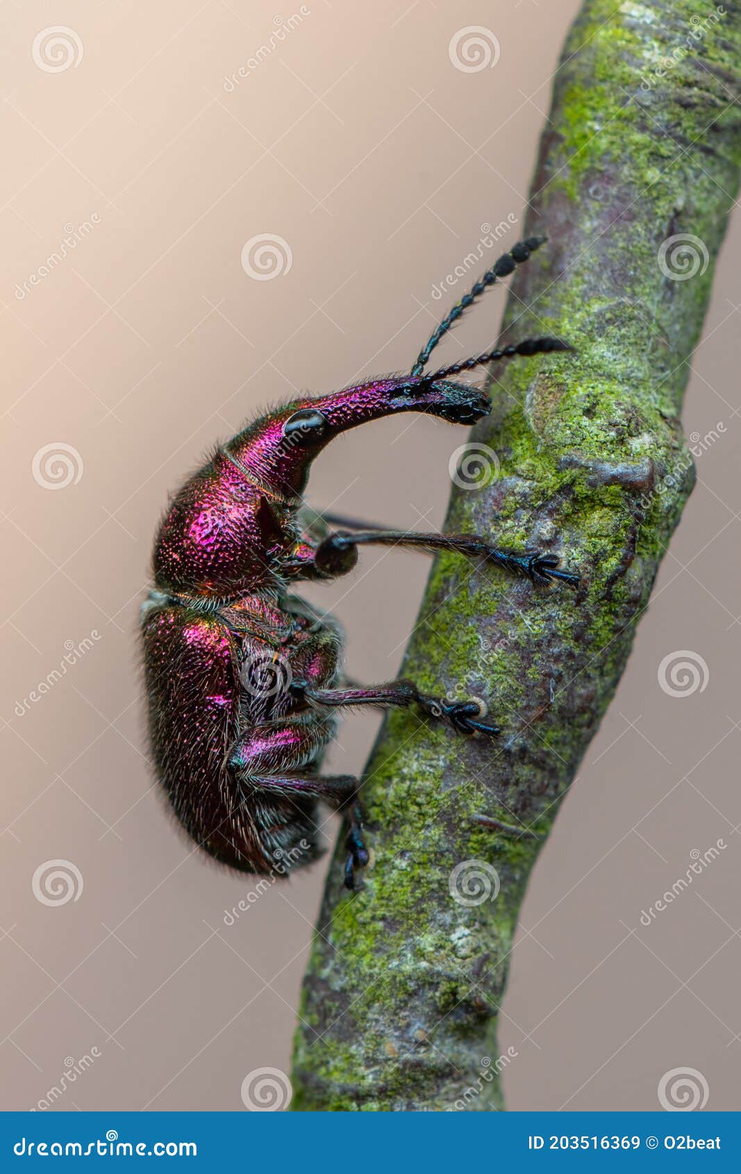 Cherry-fruit Weevil - Rhynchites Auratus Stock Image - Image of fauna ...