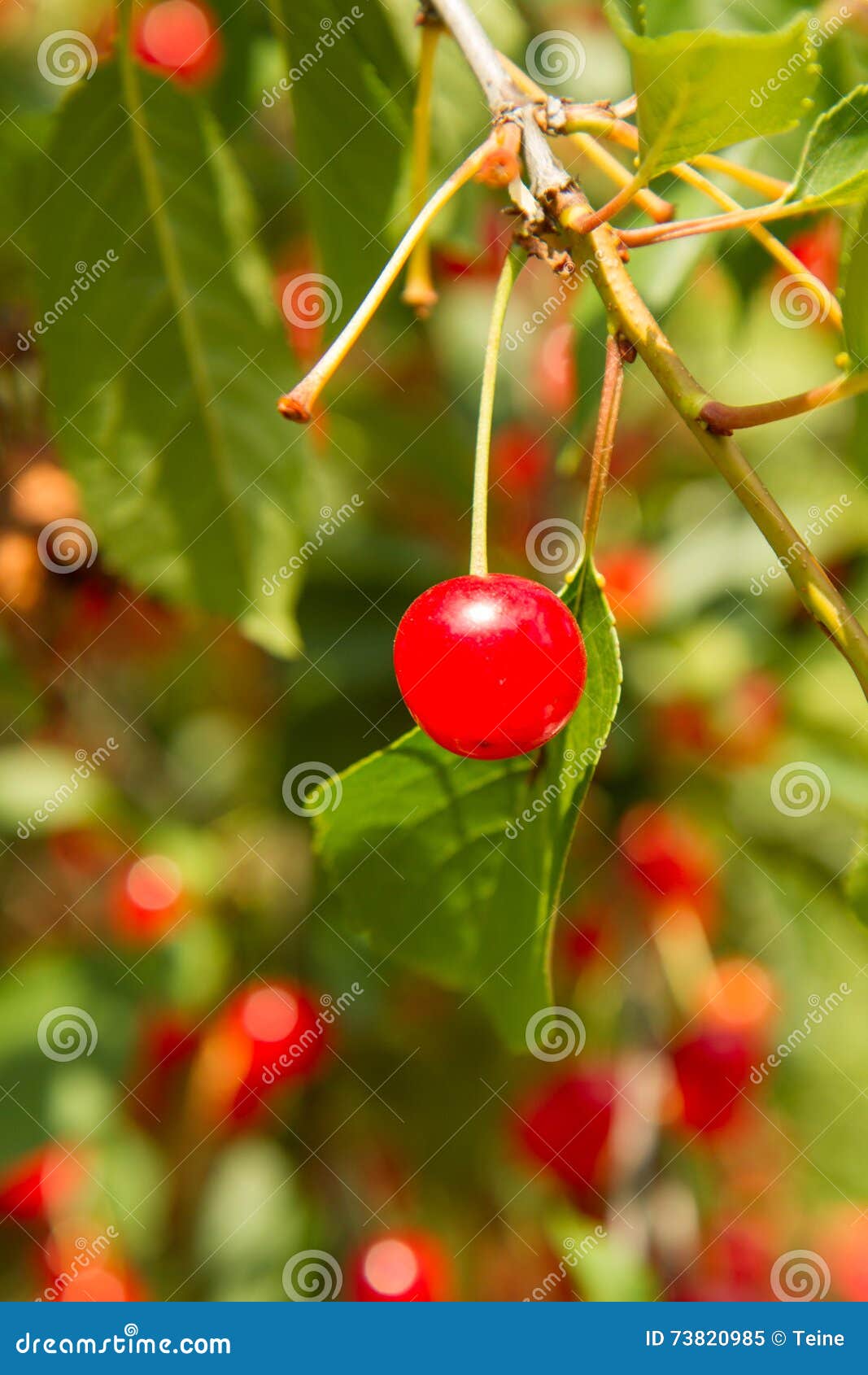 Cherry fruits stock image. Image of tasty, food, natural - 73820985