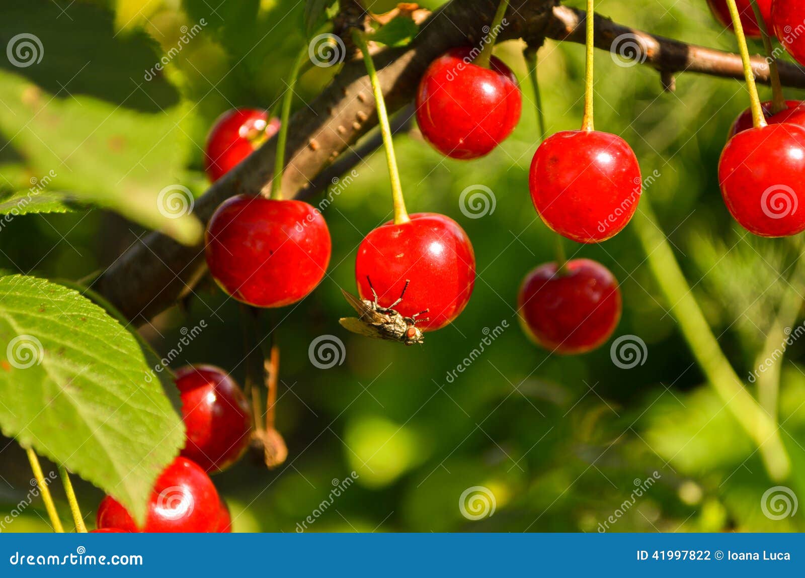 Cherry fruits stock photo. Image of succulent, cherries - 41997822