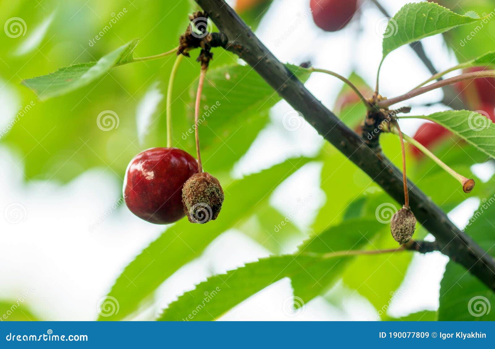 Cherry Fungal Disease, Moniliosis or Monilialny Burn of a Cherry Tree ...