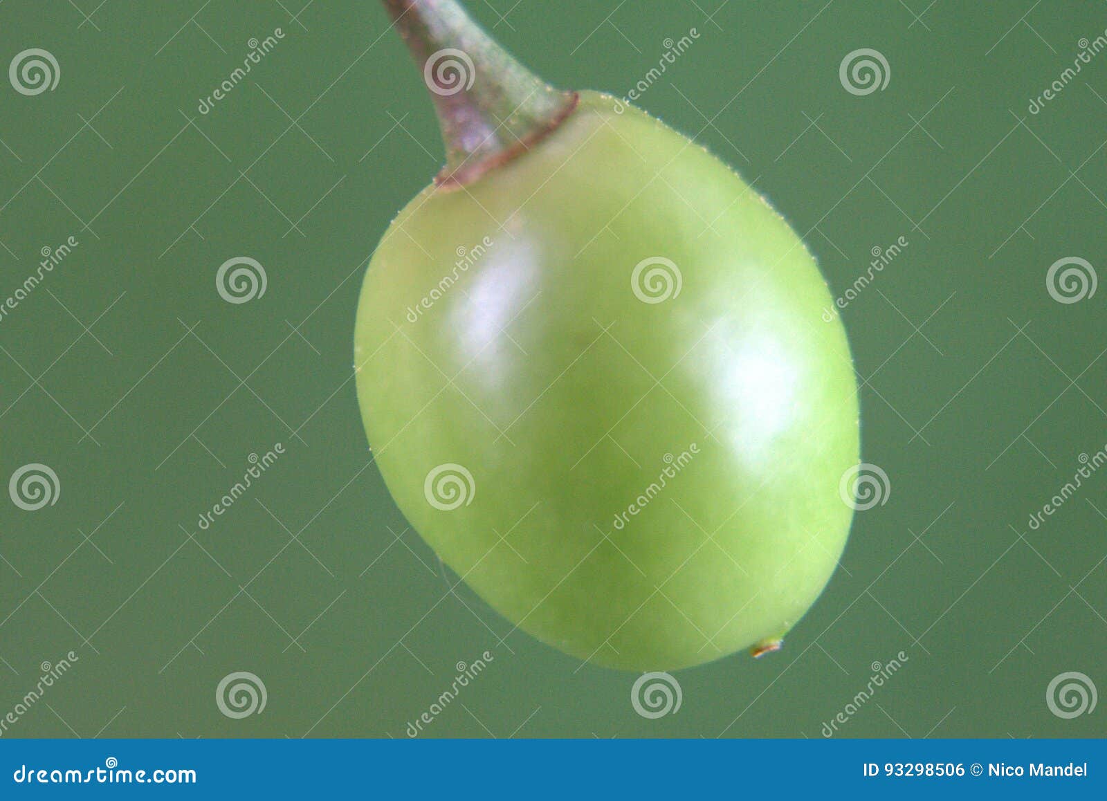 CHERRY stock photo. Image of green, fruit, immature, cherry - 93298506