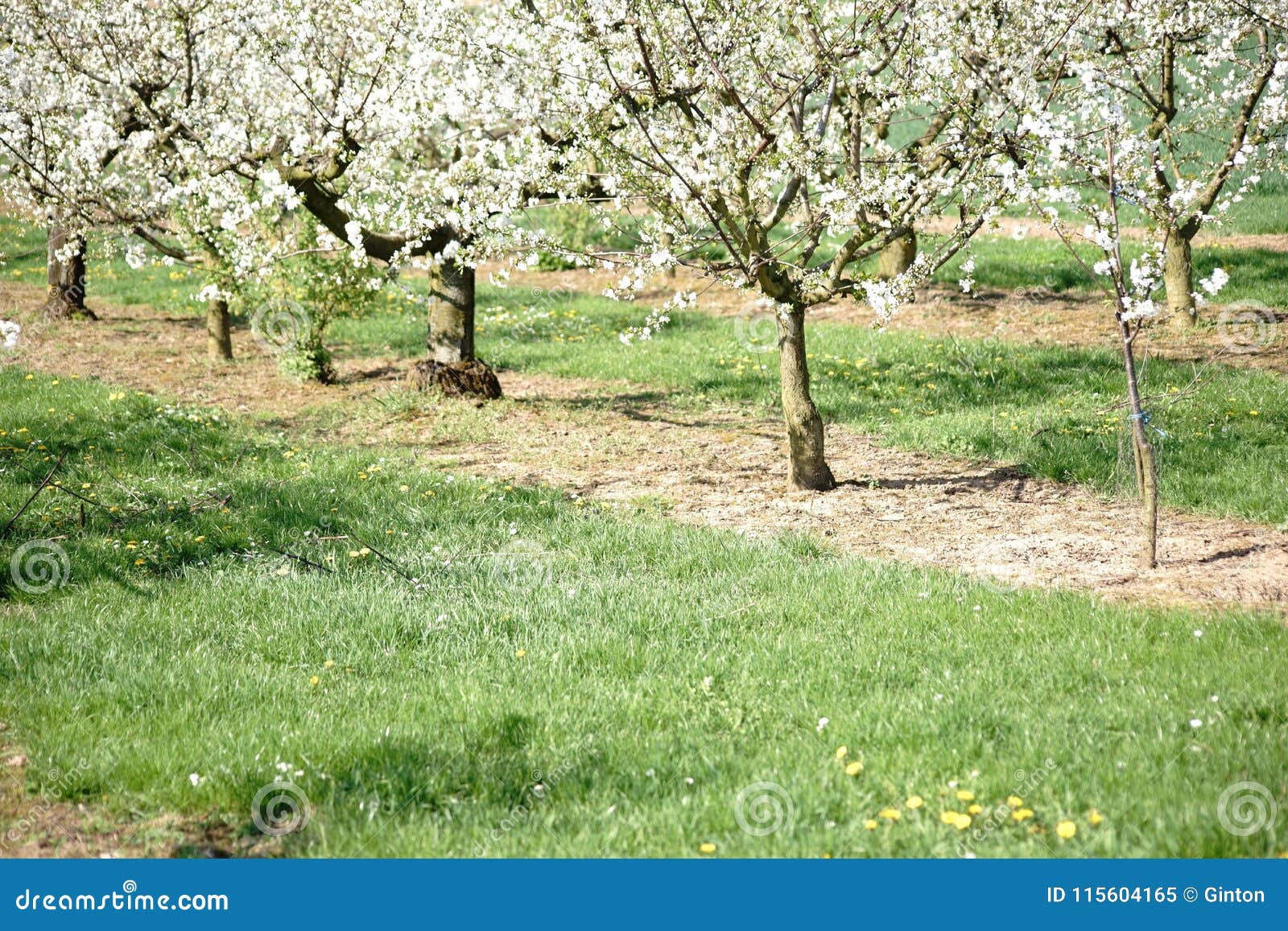 Cherry grove in bloom stock image. Image of blossom - 115604165