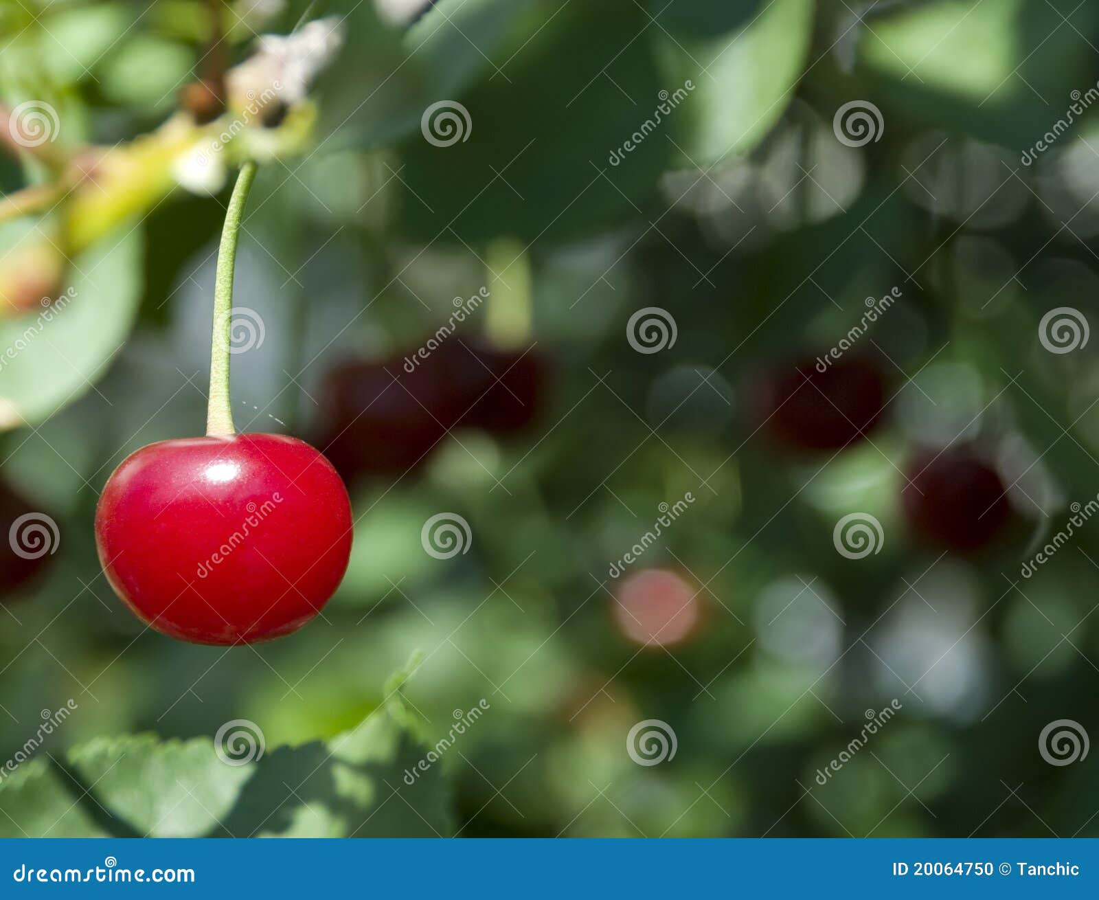 A cherry growing on a tree stock photo. Image of harvest - 20064750