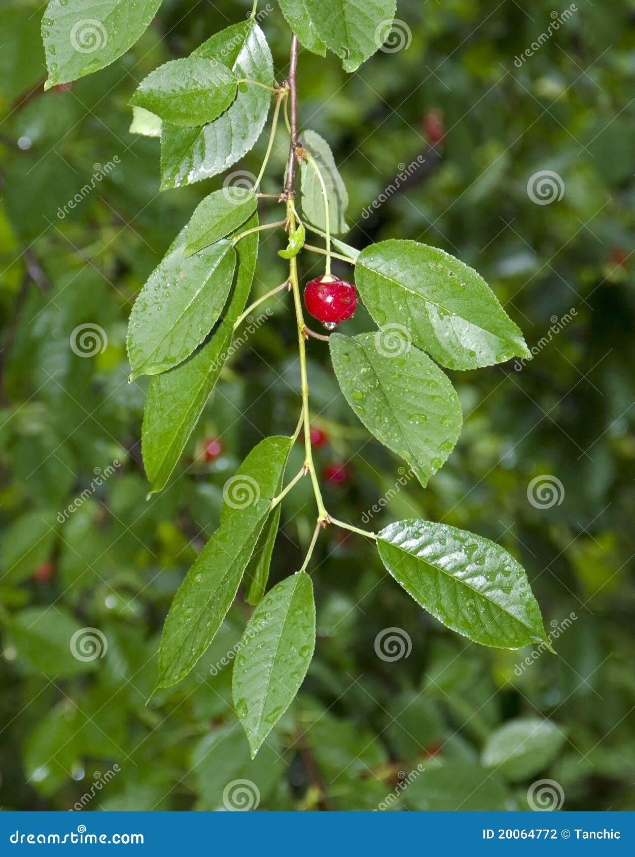 A cherry growing on a tree stock photo. Image of summer - 20064772