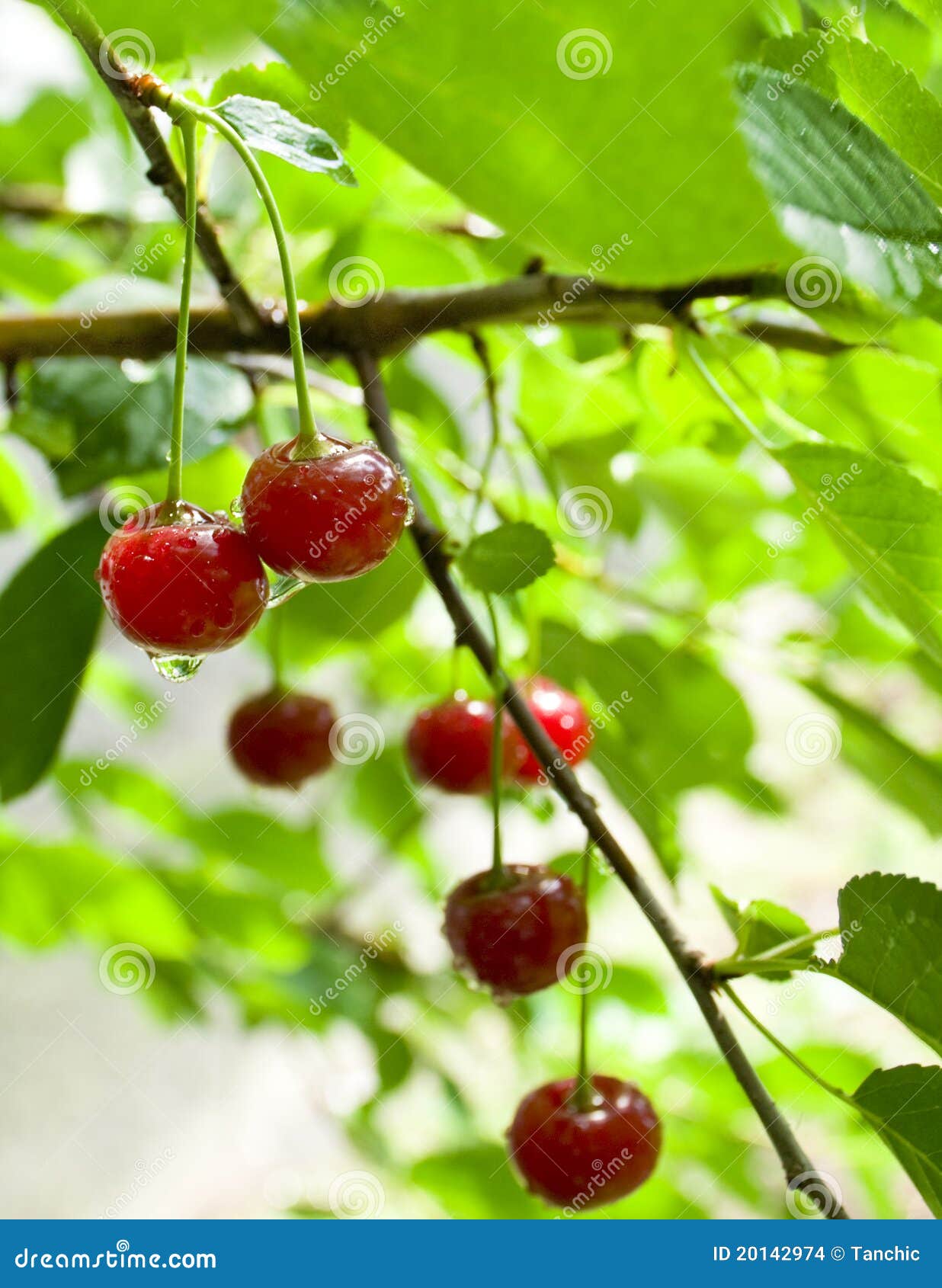 A cherry growing on a tree stock photo. Image of ripe - 20142974