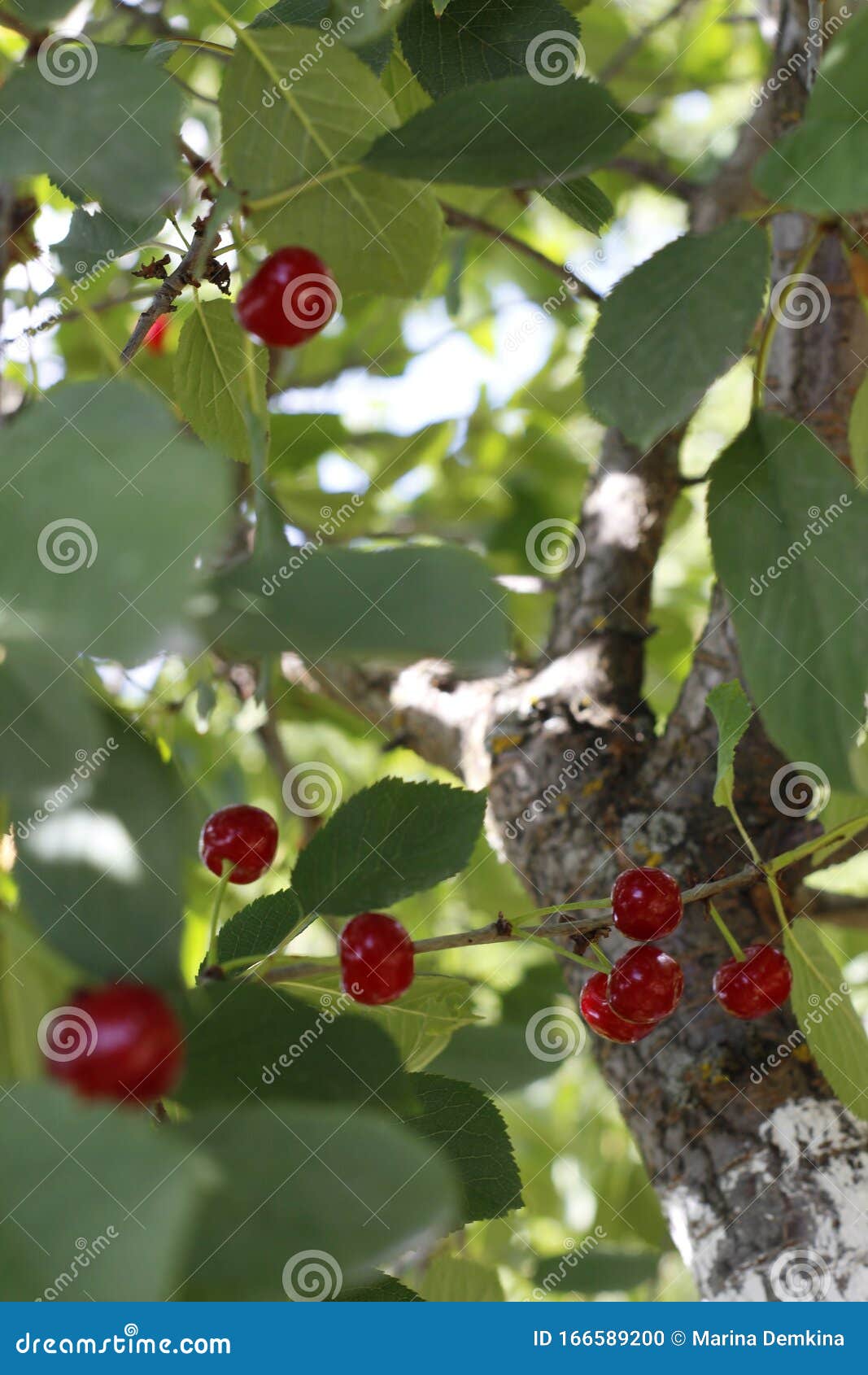 Cherry Grows on a Tree. the Wind Blows on a Cherry Tree Stock Photo ...