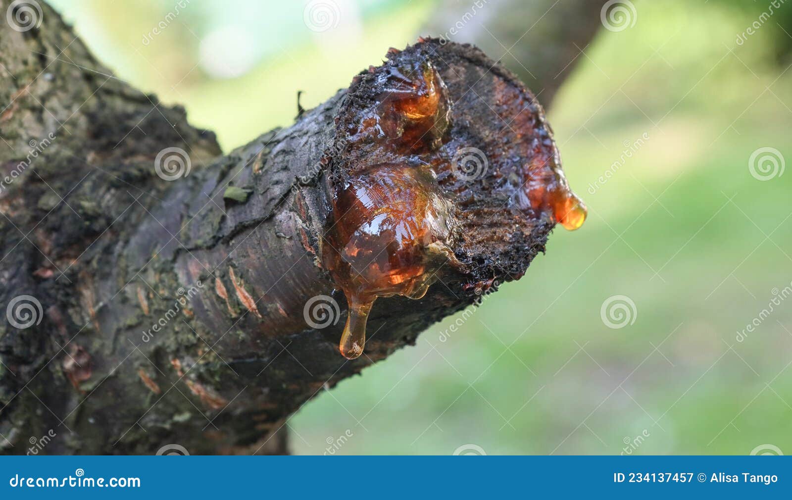 Cherry resin, gum on wood stock image. Image of healing - 234137457
