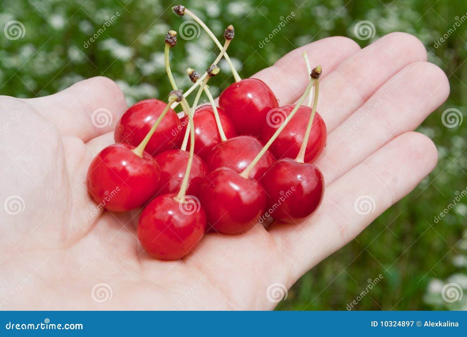 Cherry is in the hand stock image. Image of ripe, close - 10324897