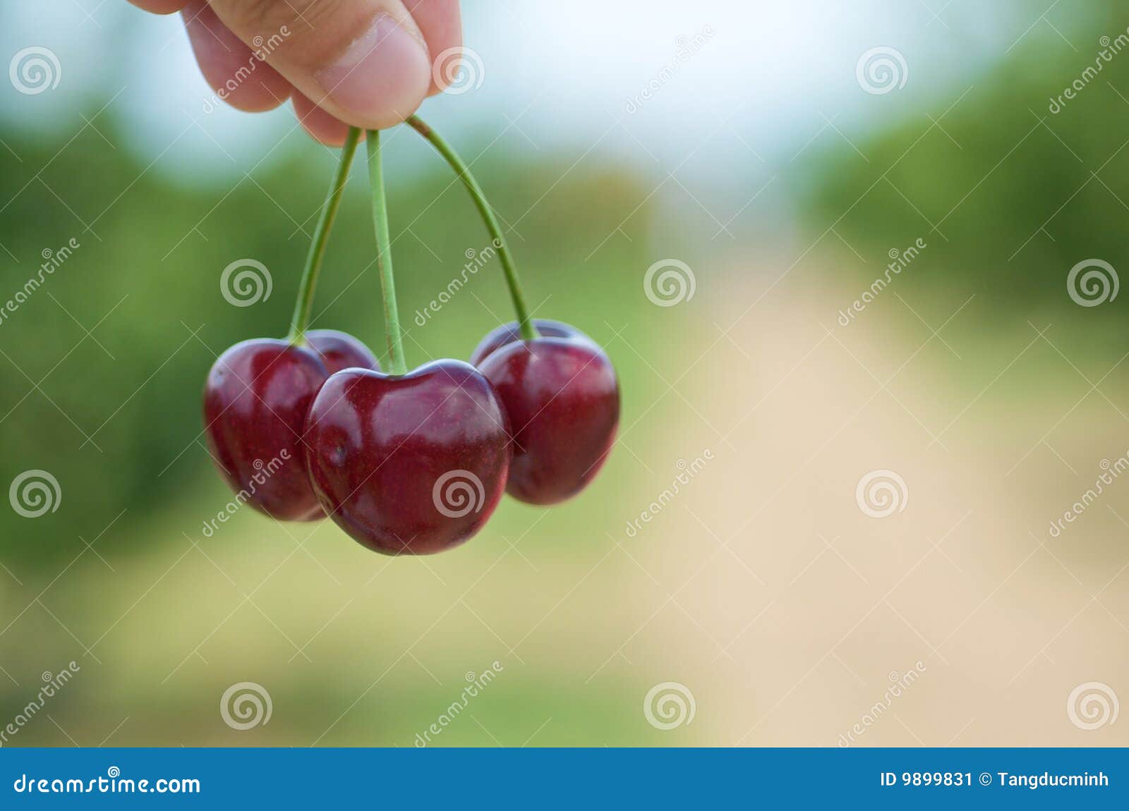 Cherry Hand stock image. Image of fruit, cherries, organic - 9899831