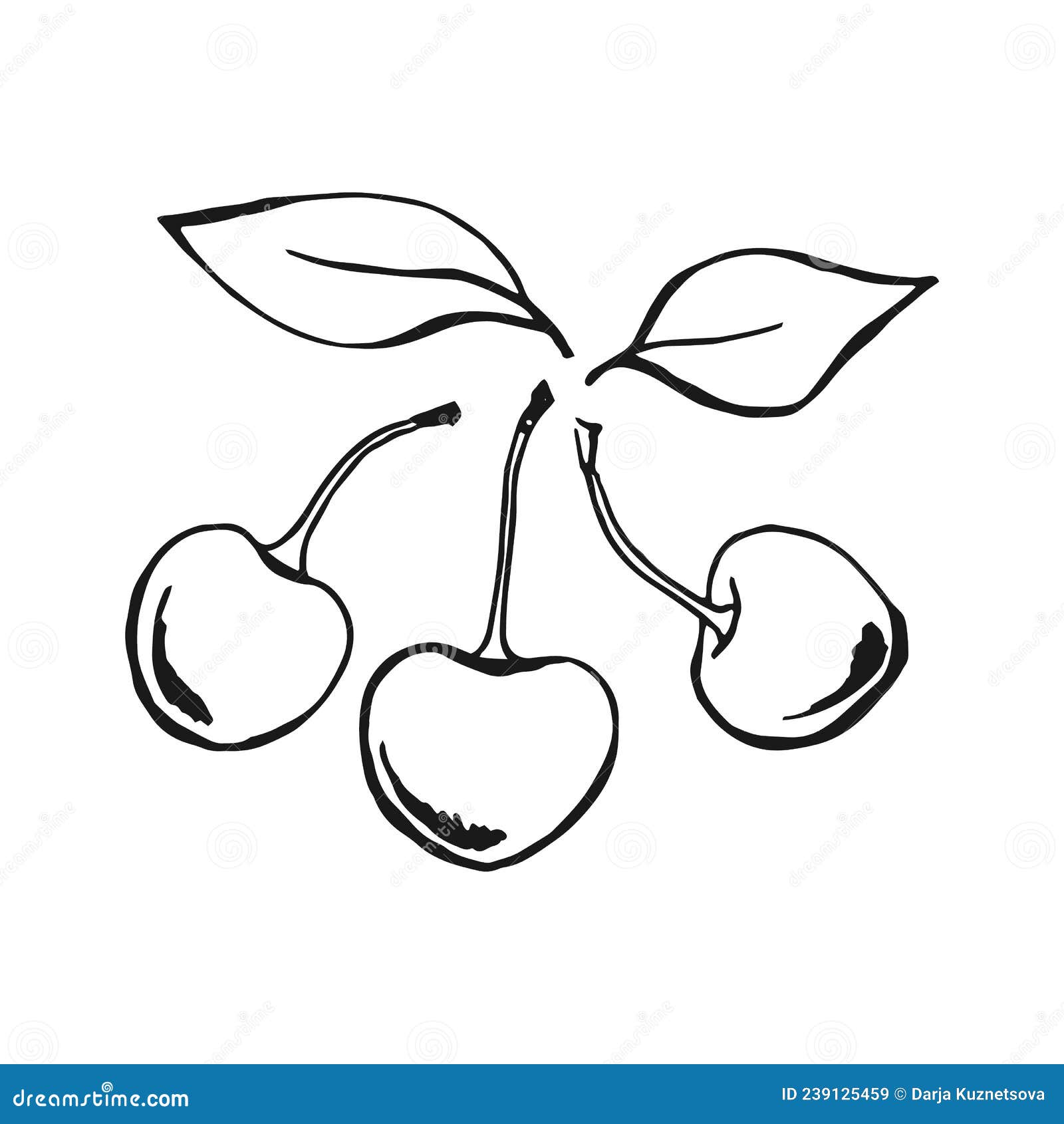 Cherry. Hand Drawn Illustration Converted To Vector Stock Vector ...