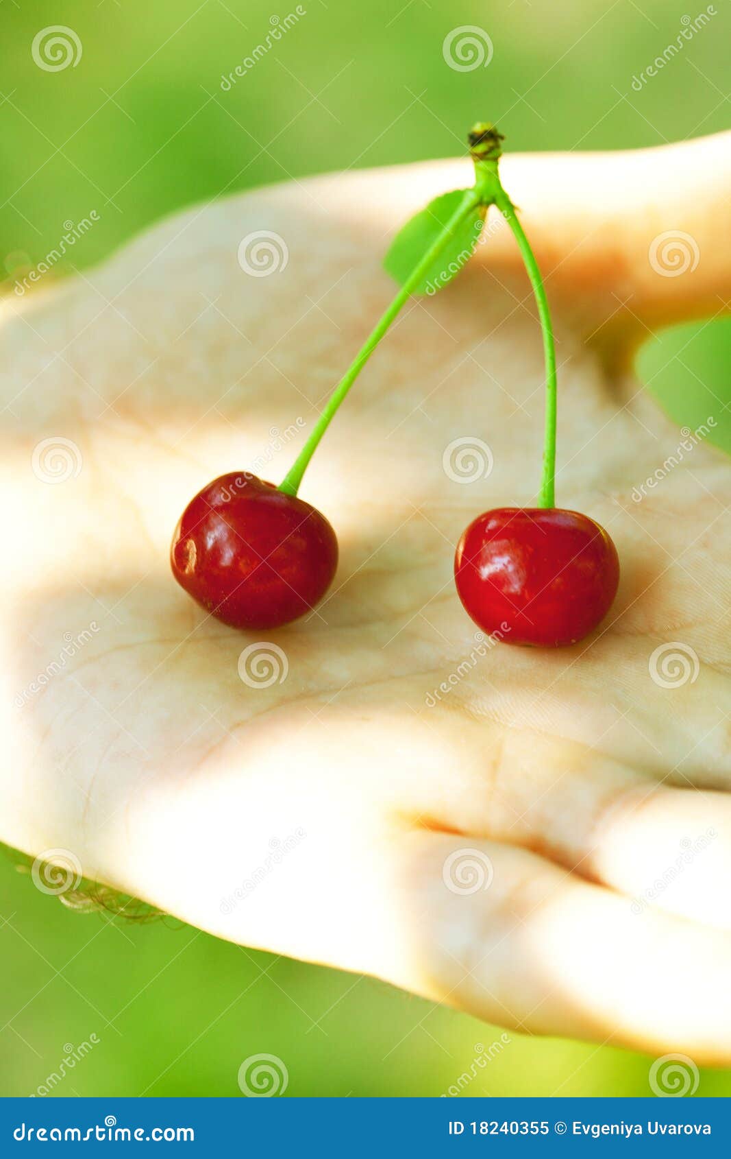 Cherry in hand man stock image. Image of lifestyles, goodness - 18240355