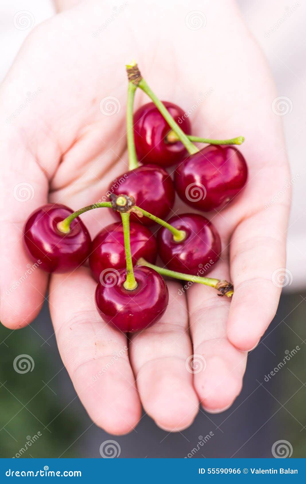 Cherry is in the hand stock photo. Image of close, isolated - 55590966