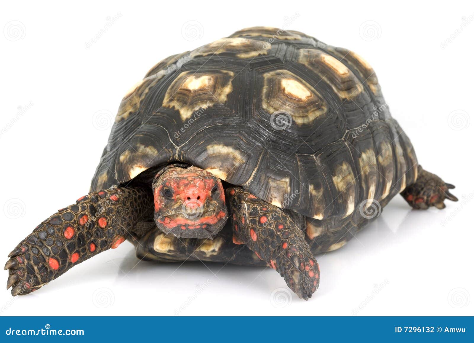 Cherry Head Red-footed Tortoise Stock Photography - Image: 7296132