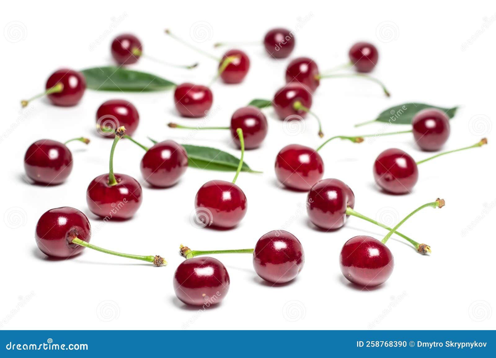 Cherry Isolated Sour Cherry Cherries With Leaves On White Background