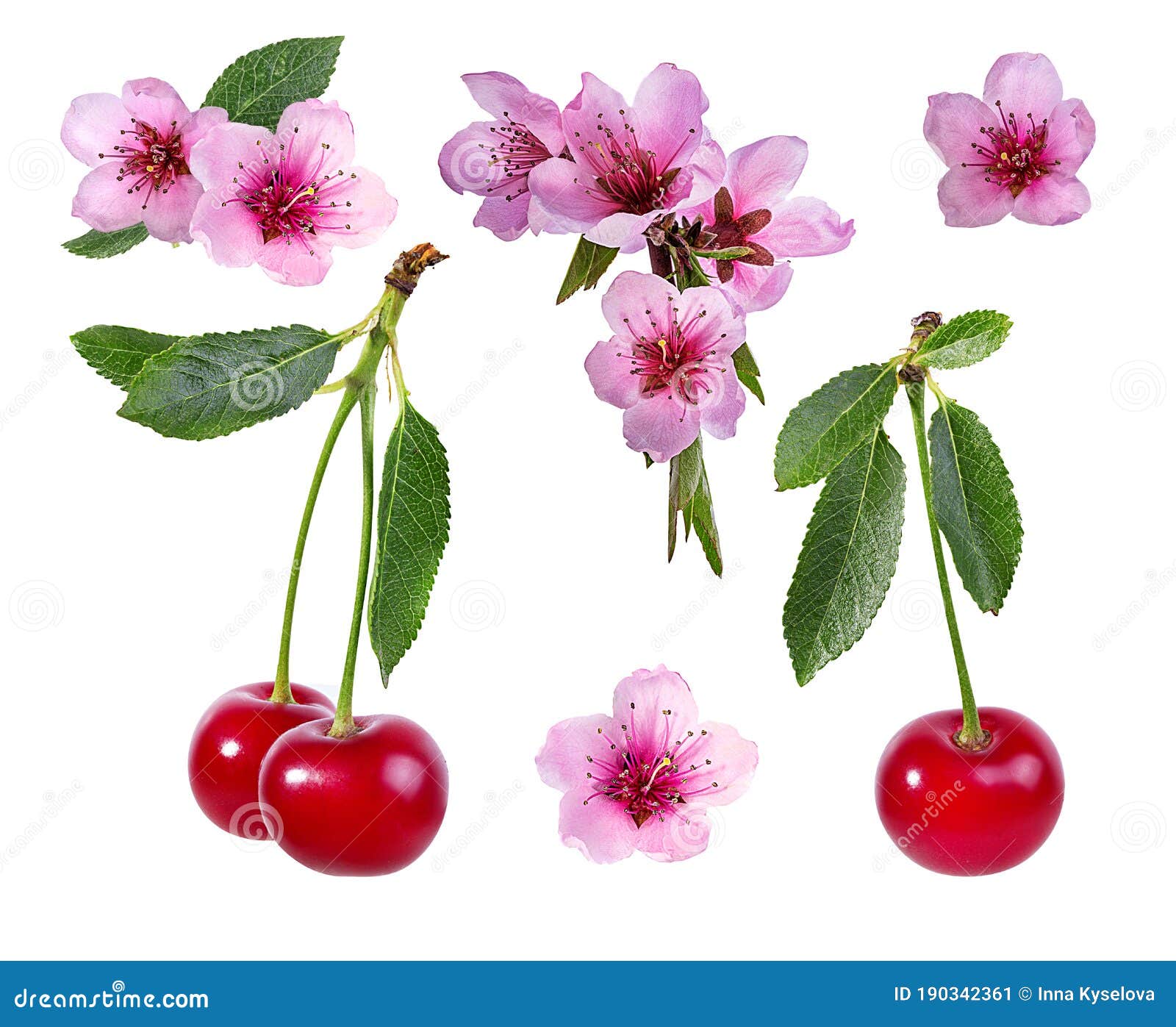 Cherry isolated on white stock image. Image of juicy - 190342361