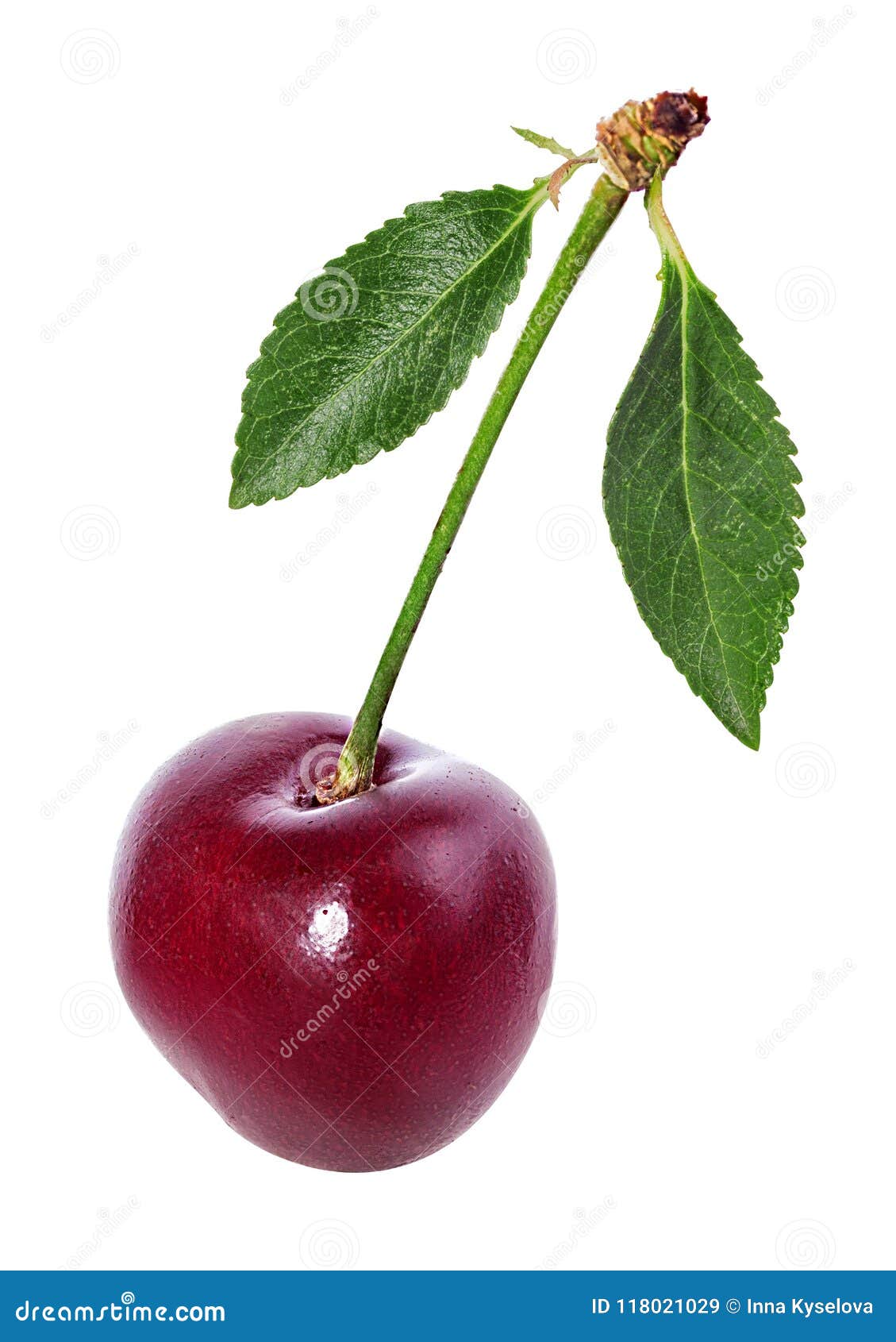 Cherry isolated on white stock image. Image of natural - 118021029